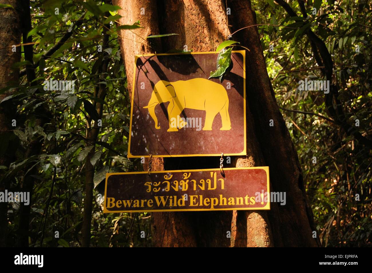Beware elephants hi-res stock photography and images - Alamy