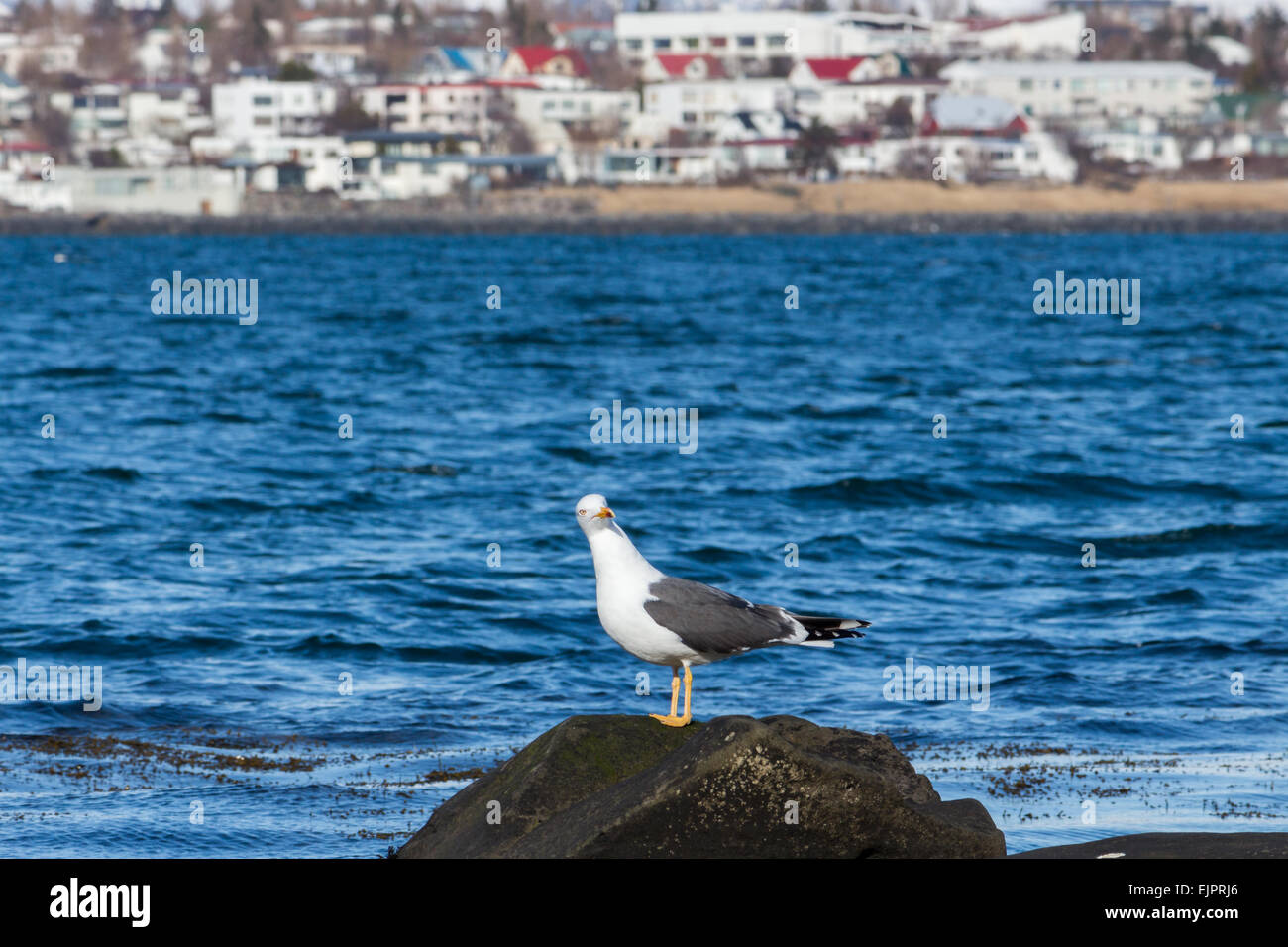 seagull in Reykjavik, Iceland Stock Photo - Alamy
