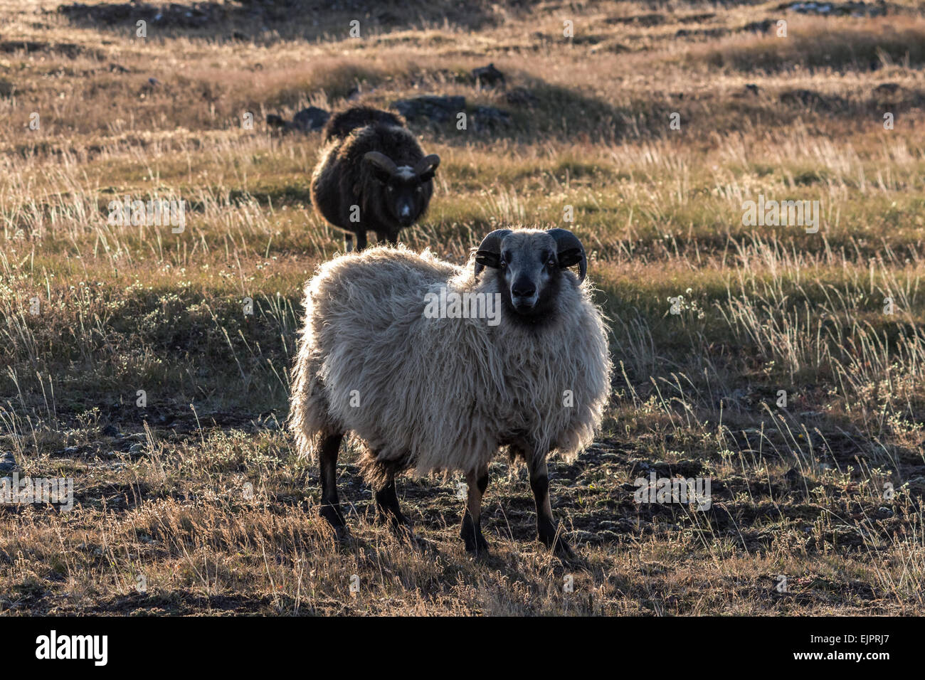 iceland sheep in the summer Stock Photo - Alamy