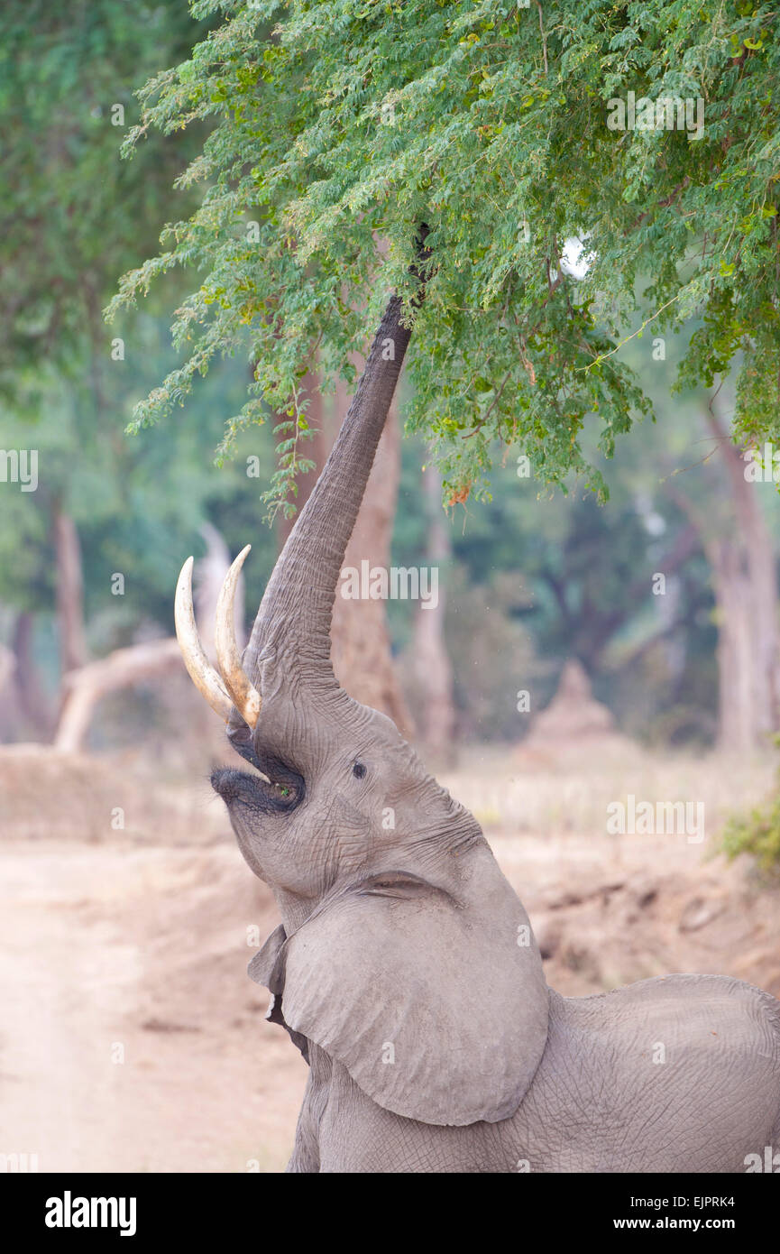 African elephant reaching up tree hi-res stock photography and images ...