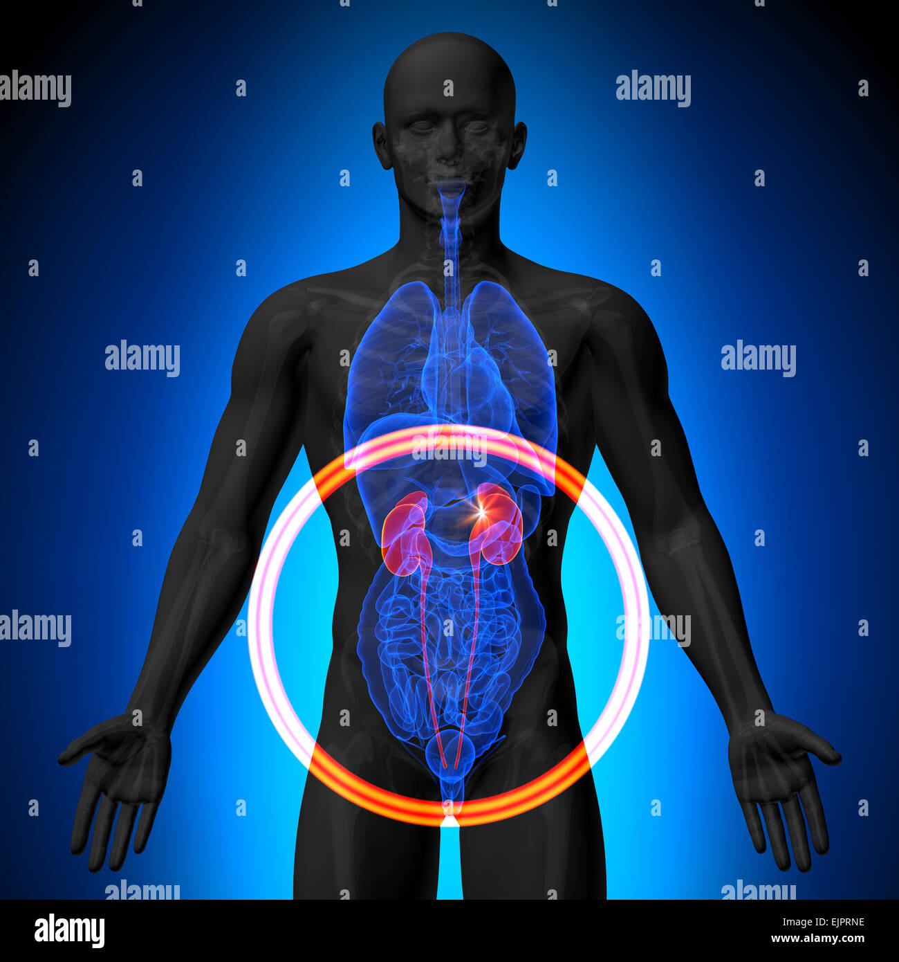 Male Anatomy Kidneys Kidneys | Urinary Anatomy