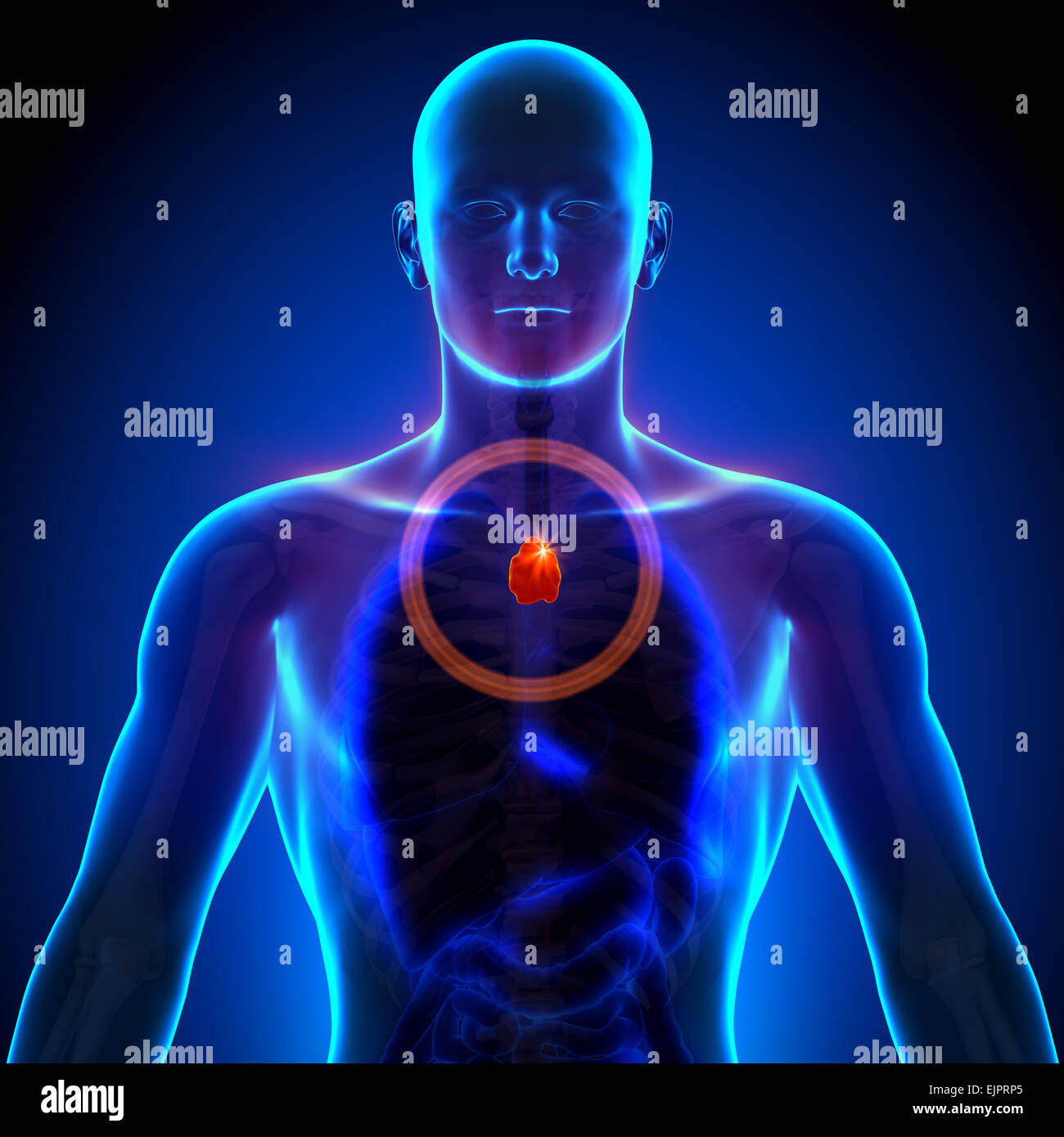 Thymus - Male anatomy of human organs - x-ray view Stock Photo - Alamy