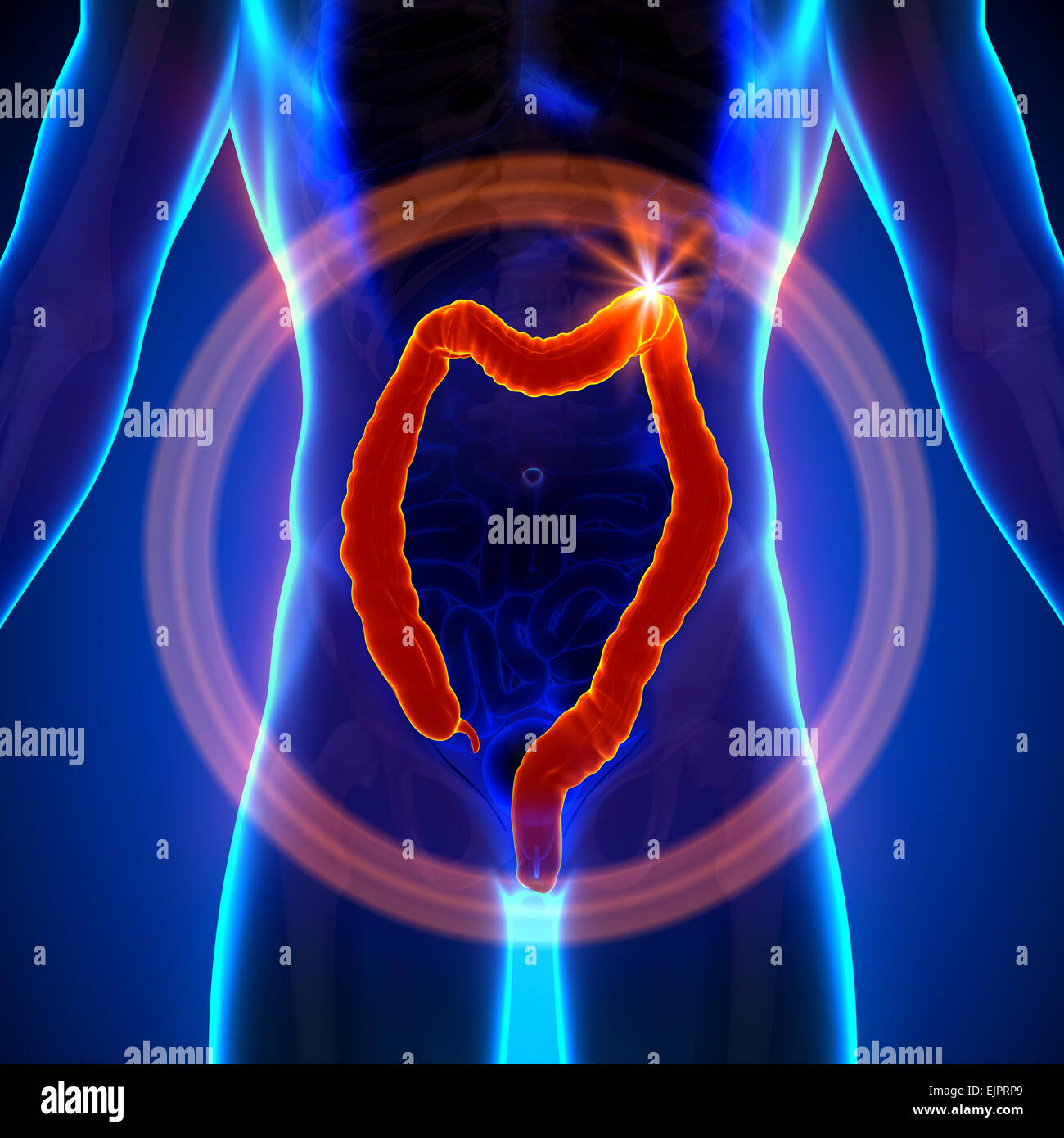 Male colon hi-res stock photography and images - Alamy
