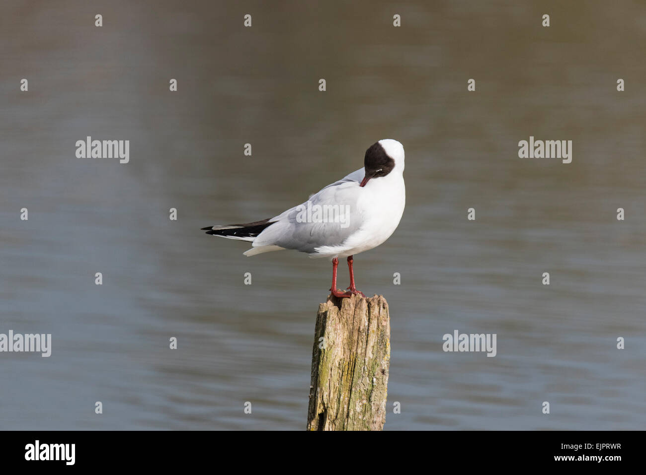 Lachmowe larus ridibundus hi-res stock photography and images - Alamy