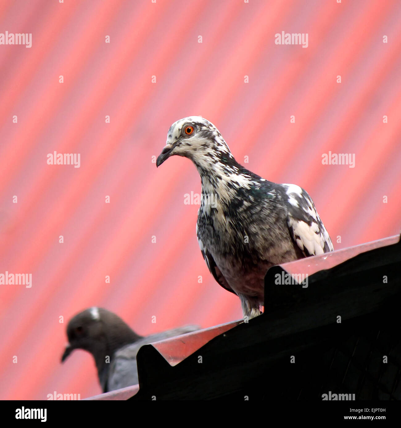 Freedom pigeon on the roof Stock Photo - Alamy