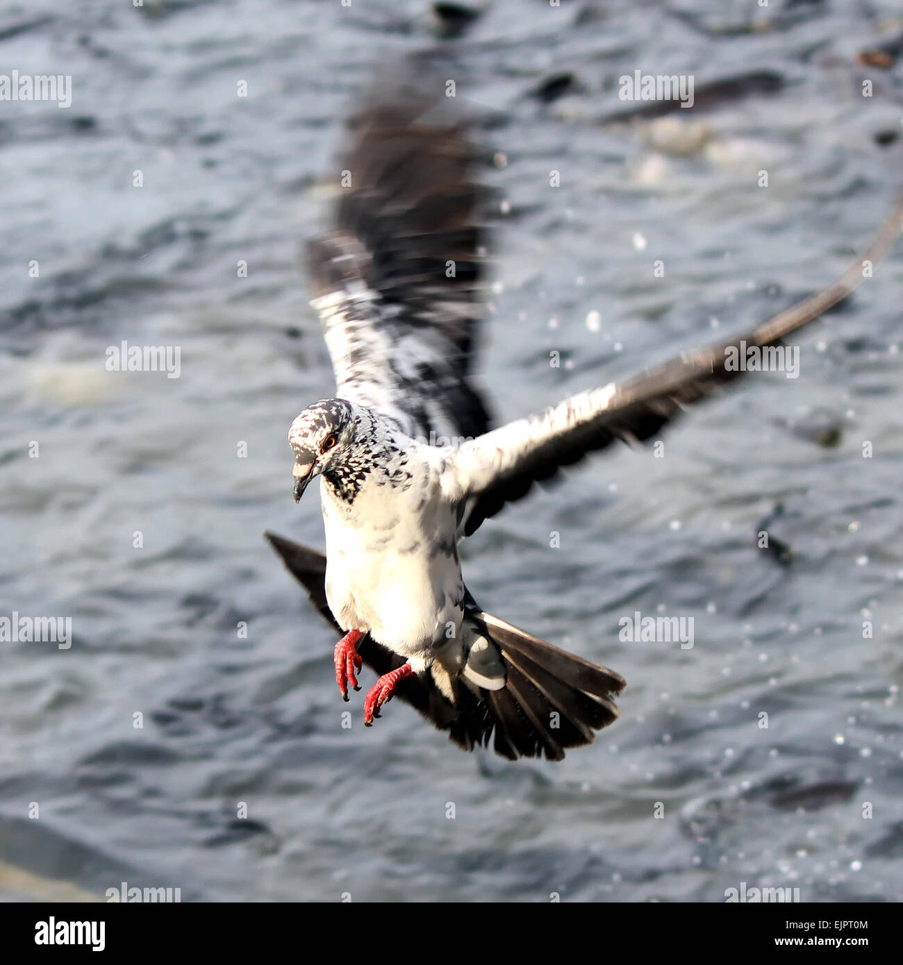 Flying pigeon in the natural Stock Photo - Alamy