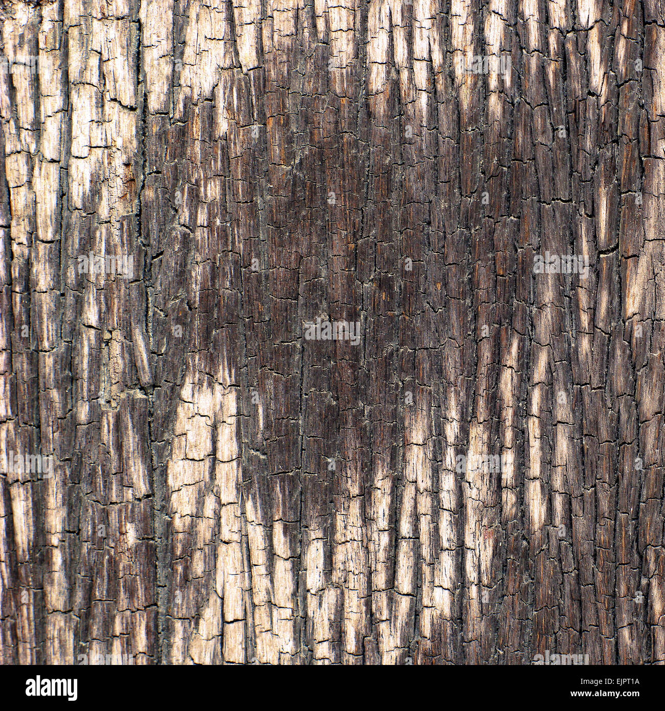 Old tree bark as texture Stock Photo - Alamy