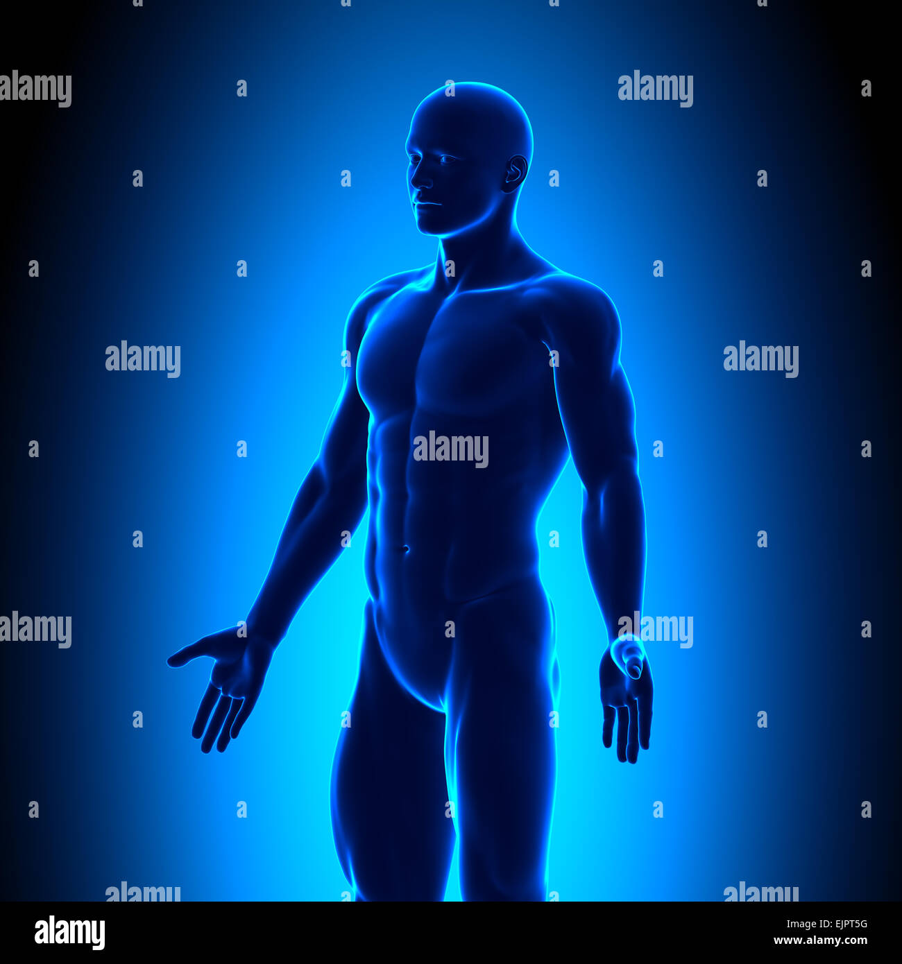 Anatomy Body - Iso View - Blue concept Stock Photo - Alamy