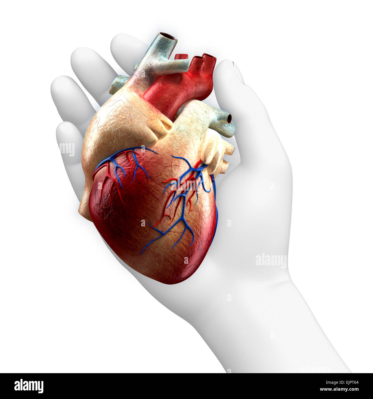 Anatomy of the hand hi-res stock photography and images - Alamy