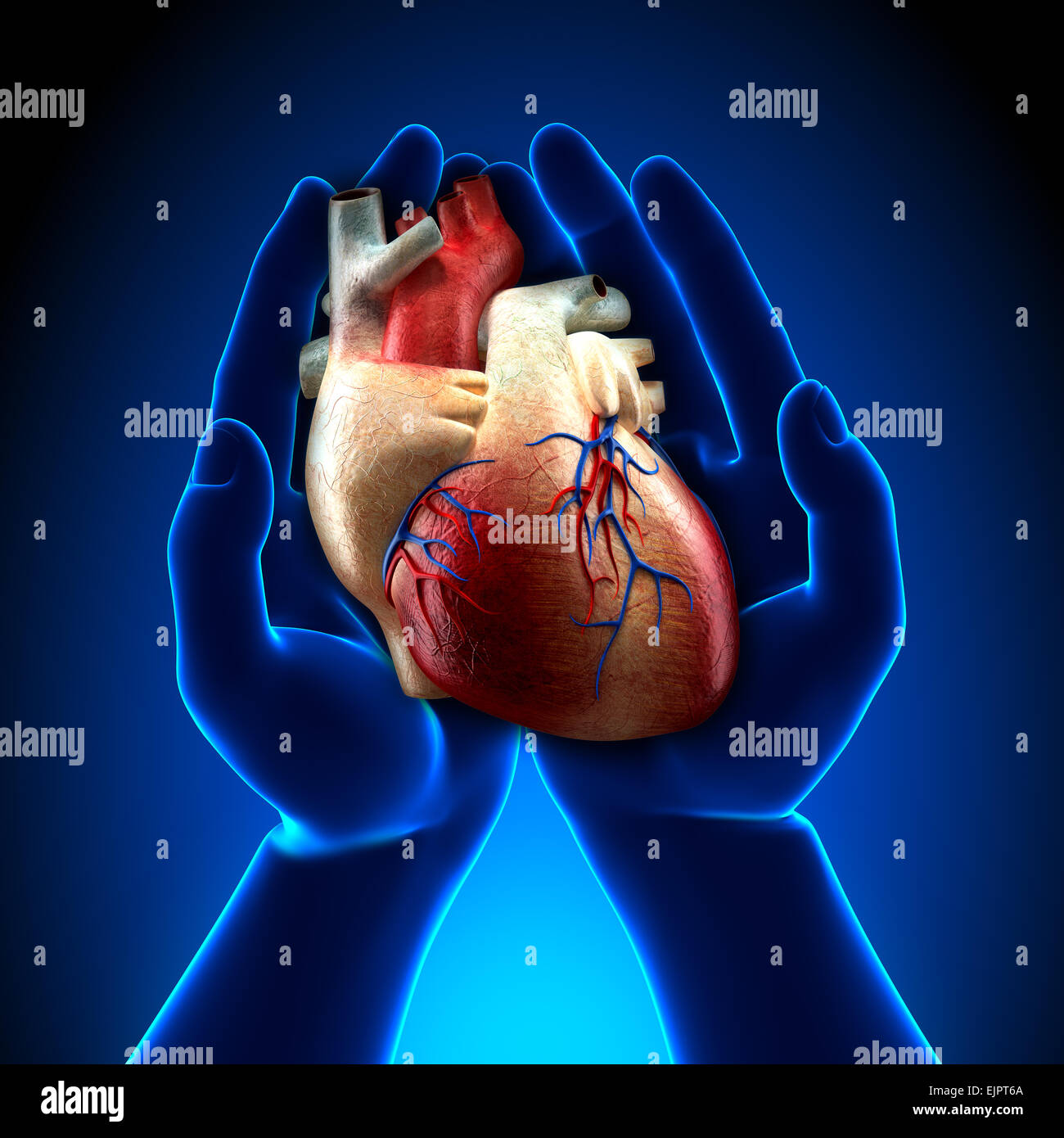 Heart in hands - anatomy concept Stock Photo - Alamy