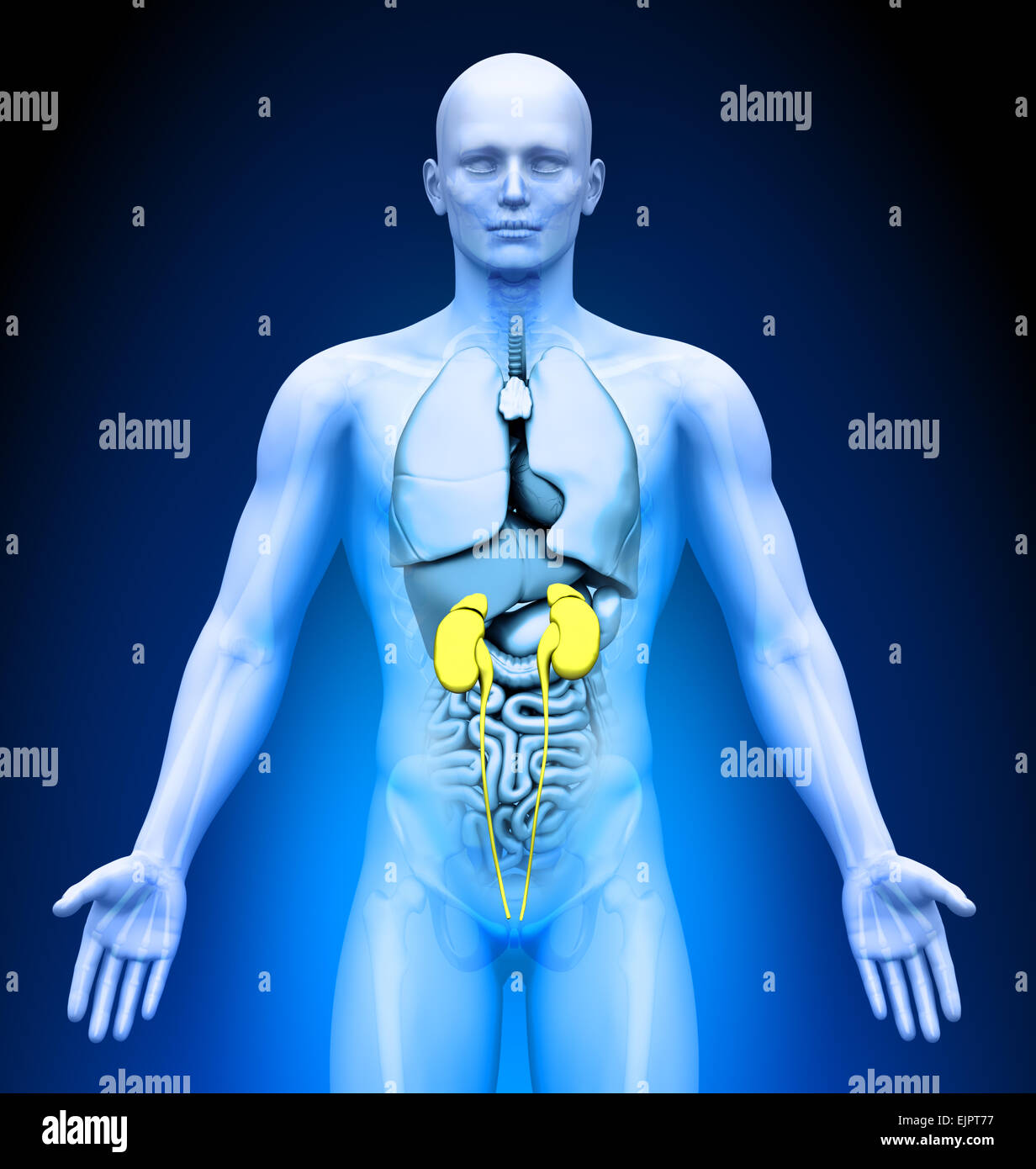 Male Kidneys Anatomy Stock Photo - Alamy