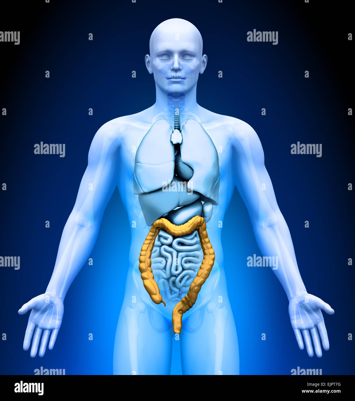 Male Colon Anatomy Stock Photo - Alamy