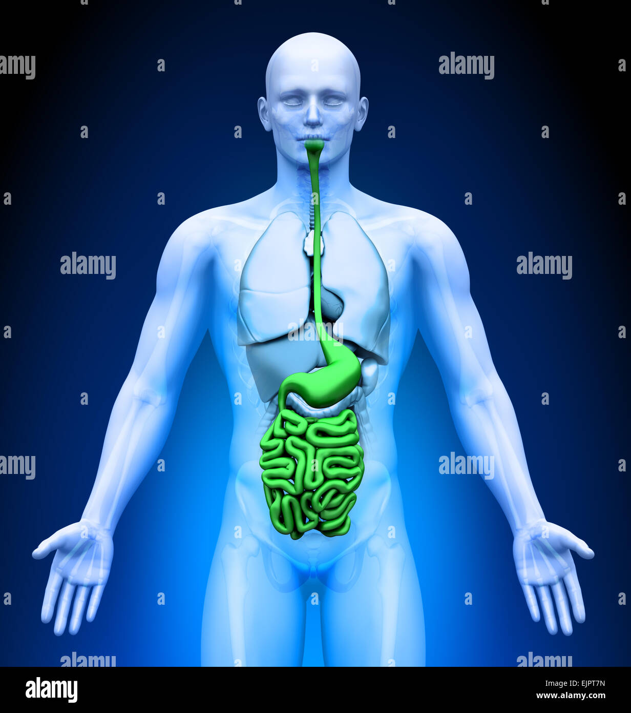 Male Digestive Organs Anatomy Stock Photo - Alamy