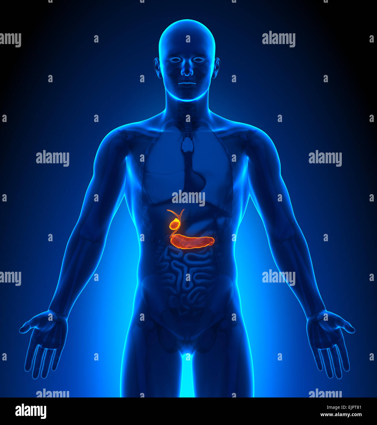 Human Gallbladder And Pancreas Anatomy Stock Photos & Human Gallbladder ...