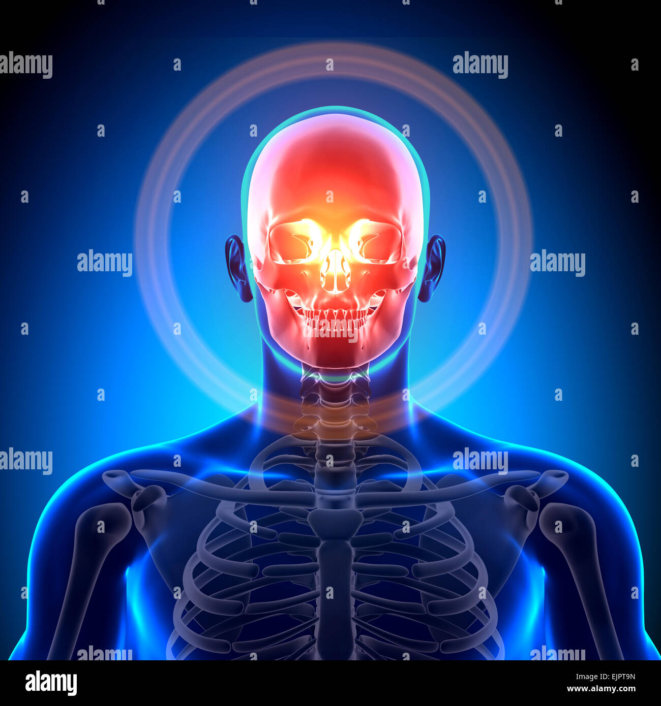 Cranium hi-res stock photography and images - Alamy