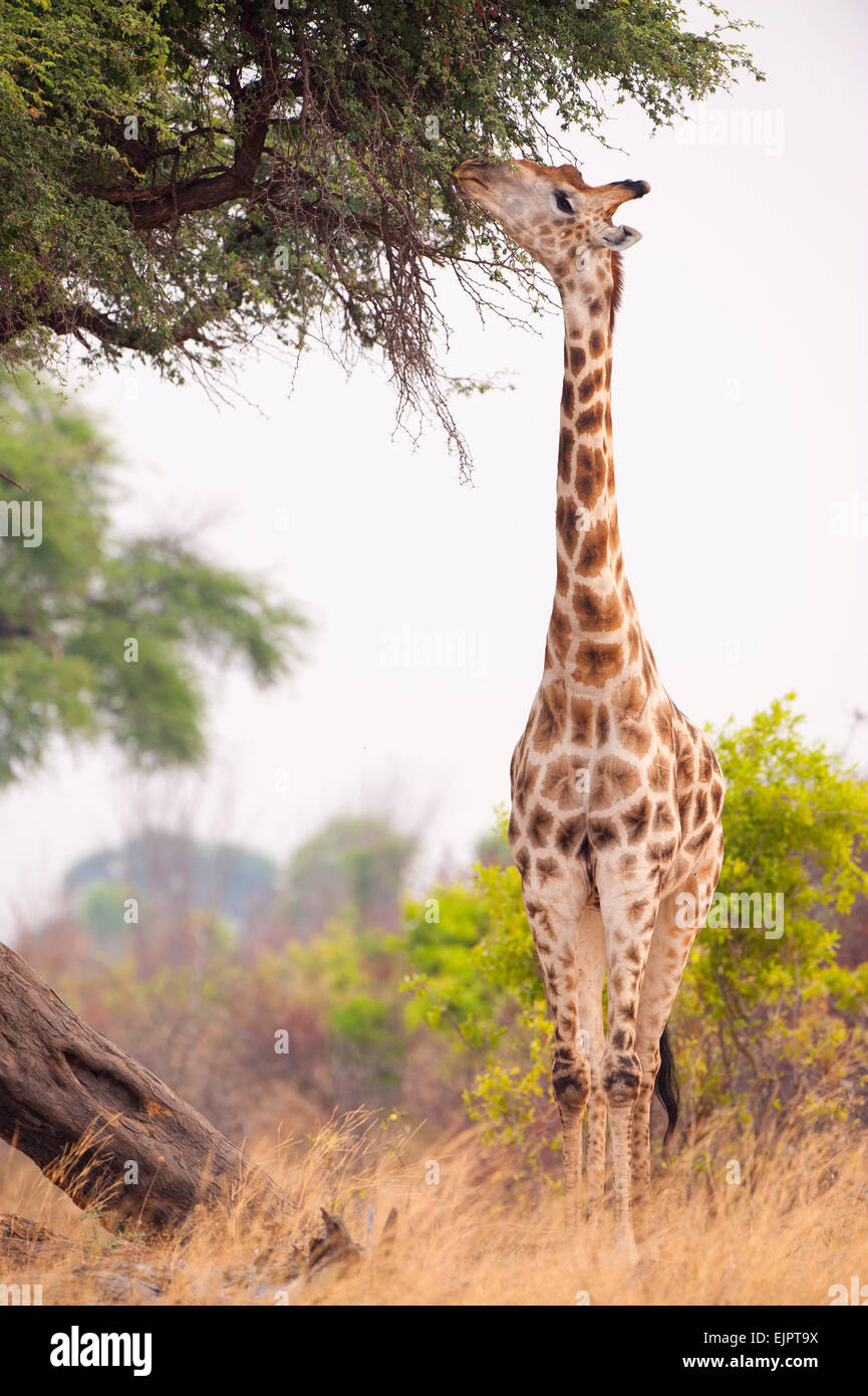 Giraffe eating leaves off tree hi-res stock photography and images - Alamy