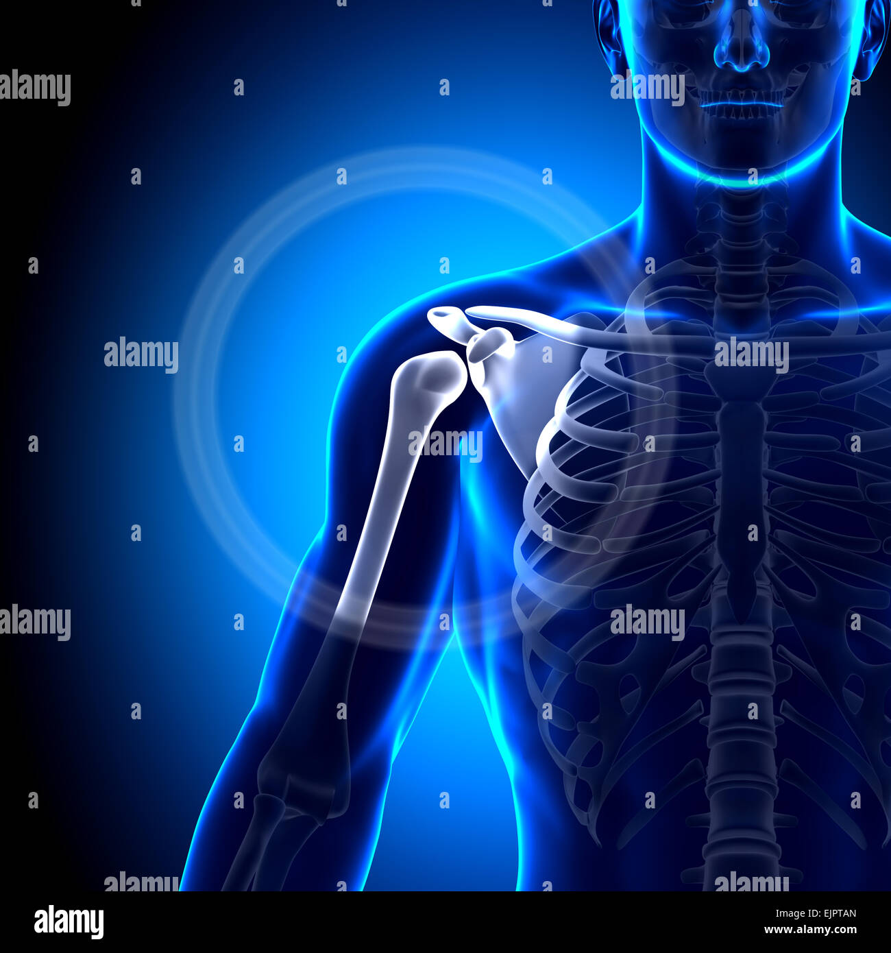 Right Scapula Bones And Features