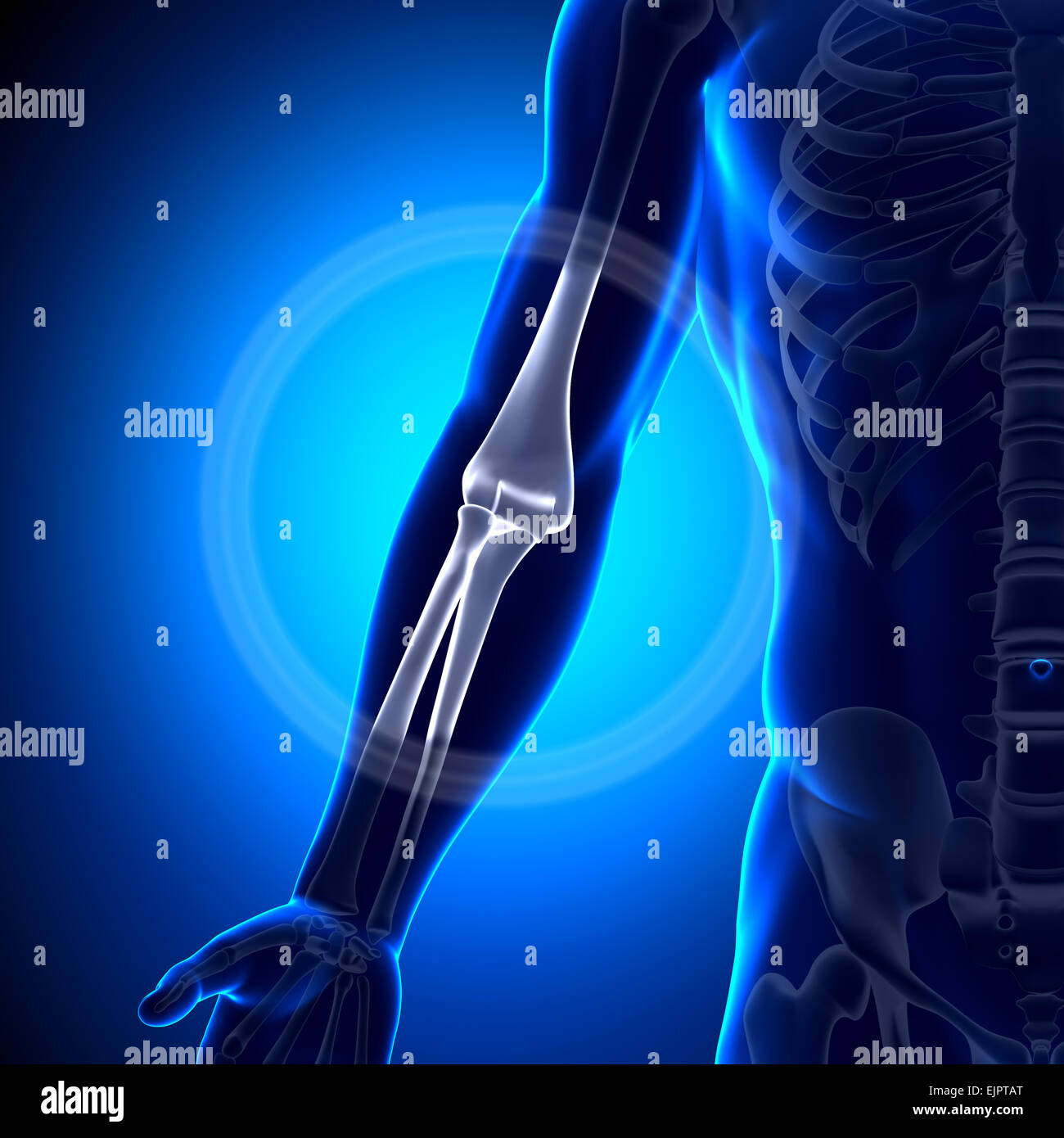 Elbow anatomy hi-res stock photography and images - Alamy Elbow anatomy hi-res stock photography and images - Alamy