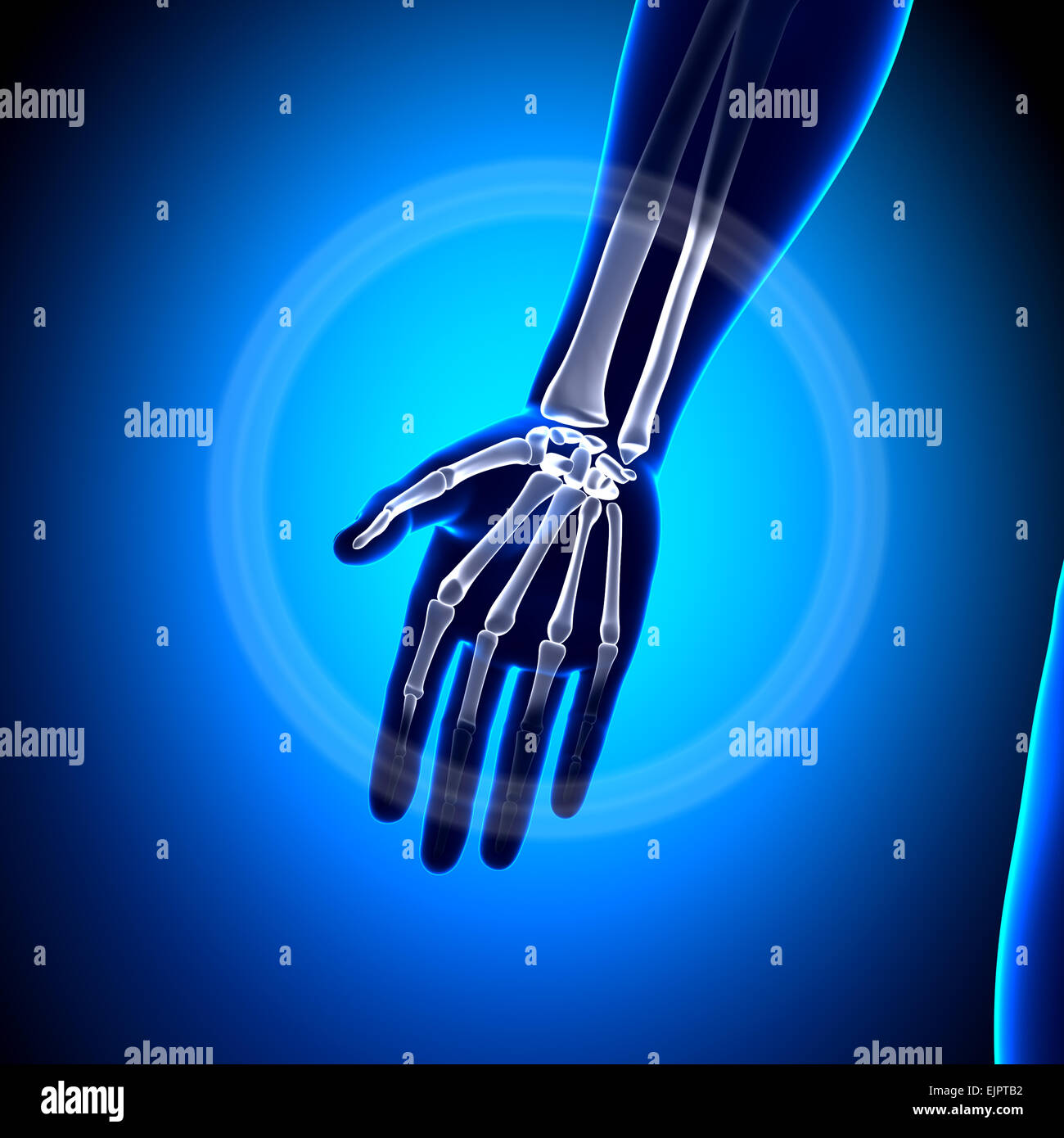 Male Palm Anatomy - Anatomy Bones Stock Photo - Alamy