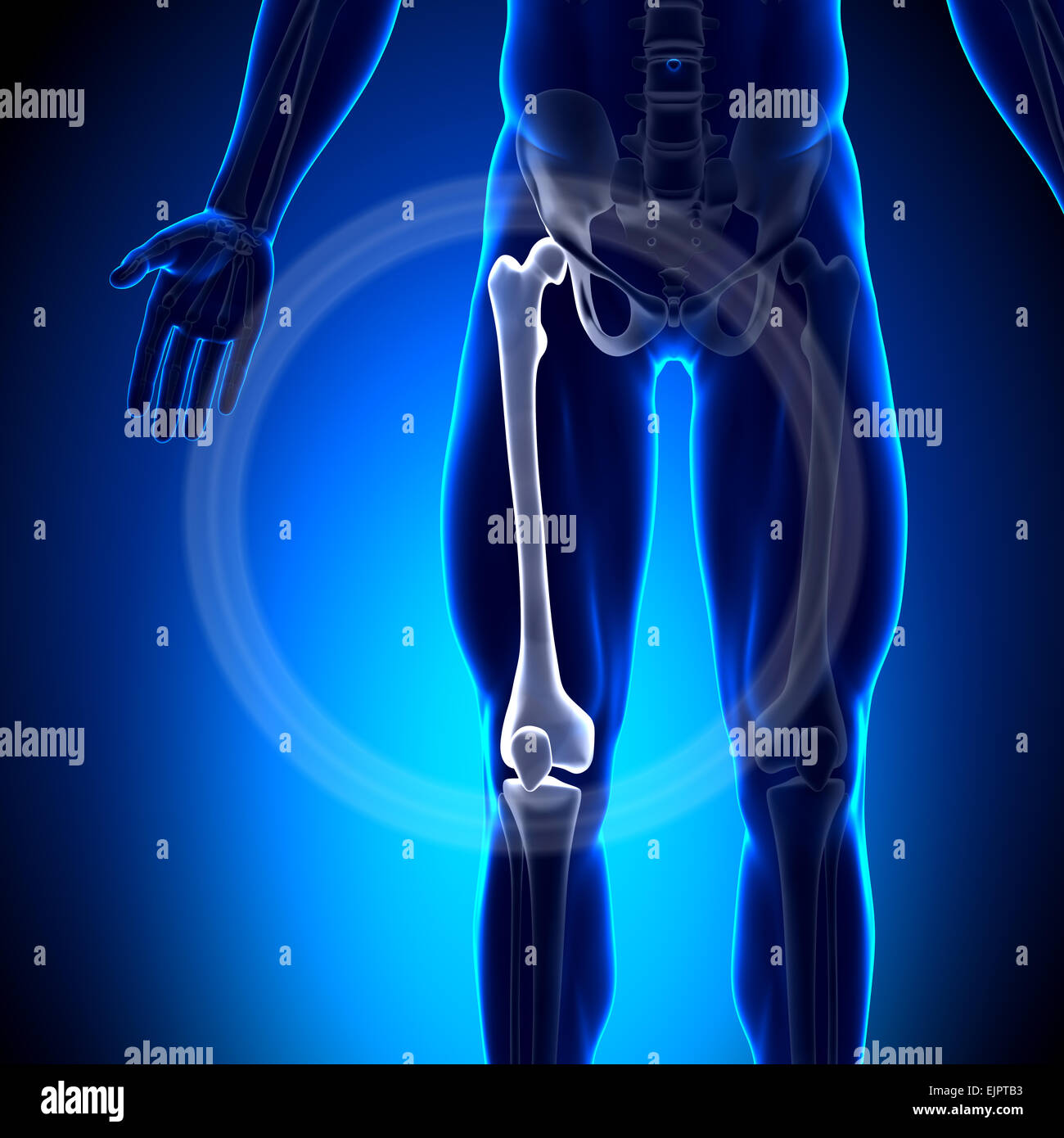 Femur hi-res stock photography and images - Alamy