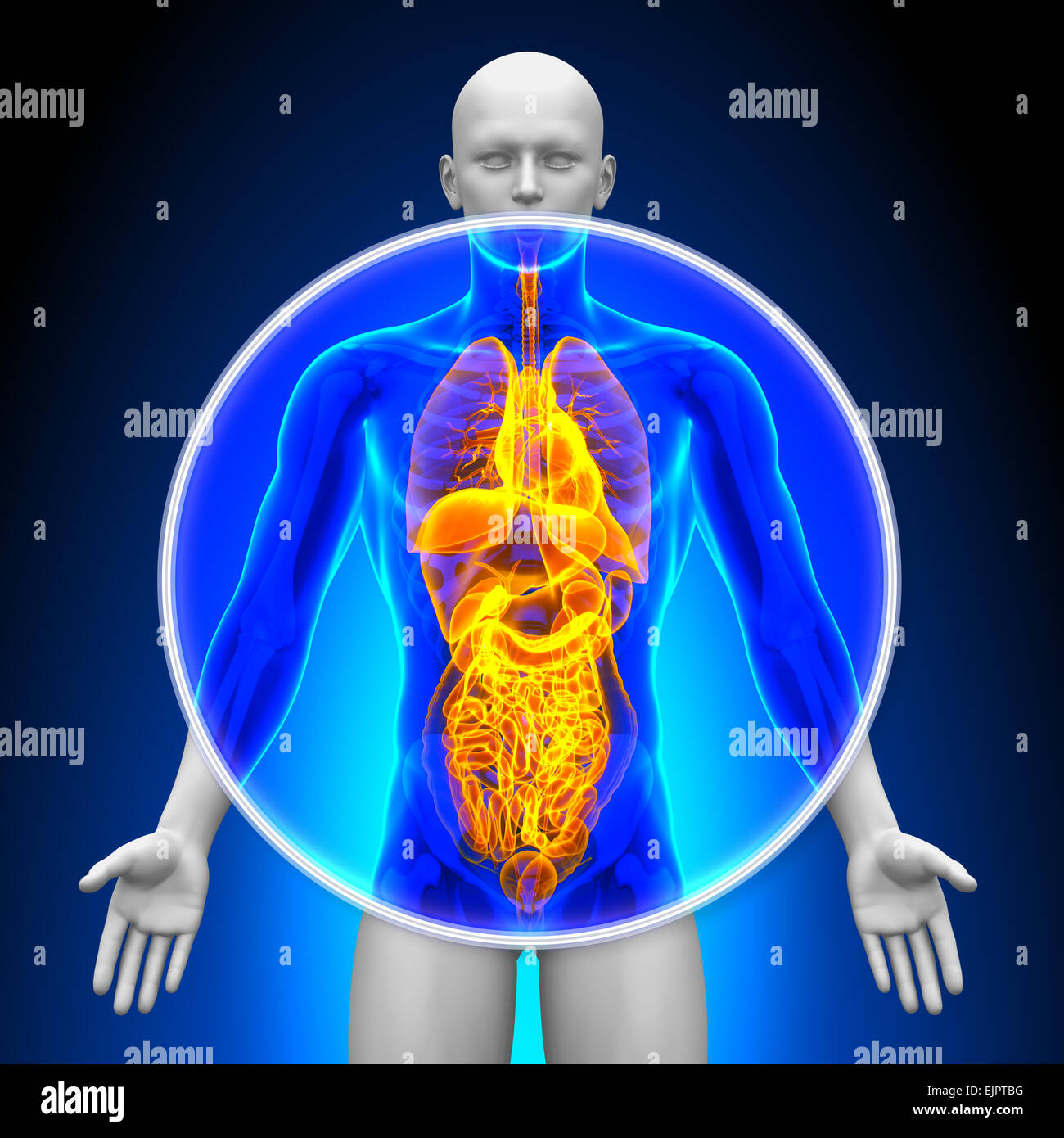 Medical X-Ray Scan - All Organs Stock Photo - Alamy