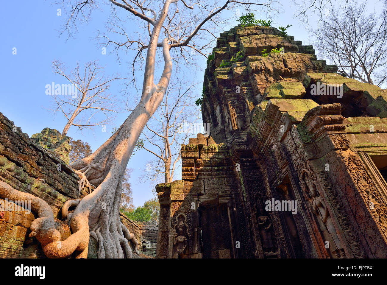 Ta Prohm temple with big tree and rubble. Prohm is also known as jungle ...