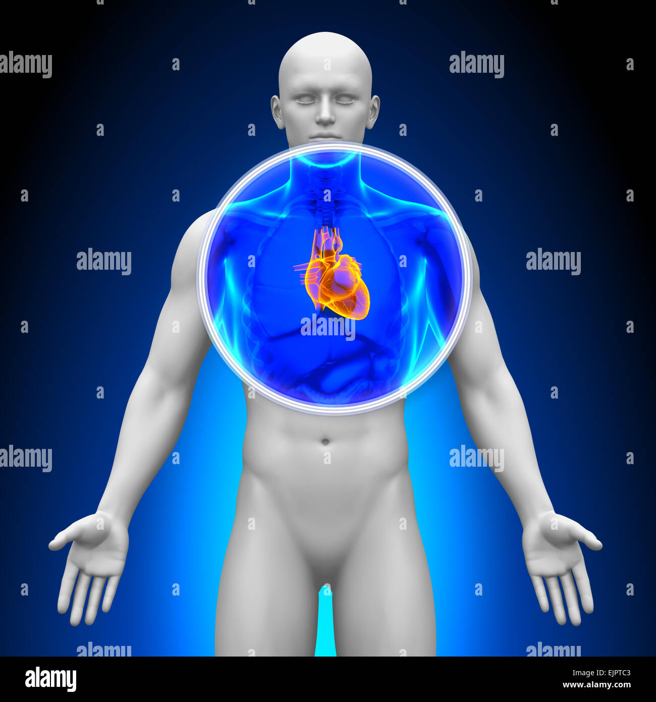 Medical X-ray Scan - Heart Stock Photo - Alamy