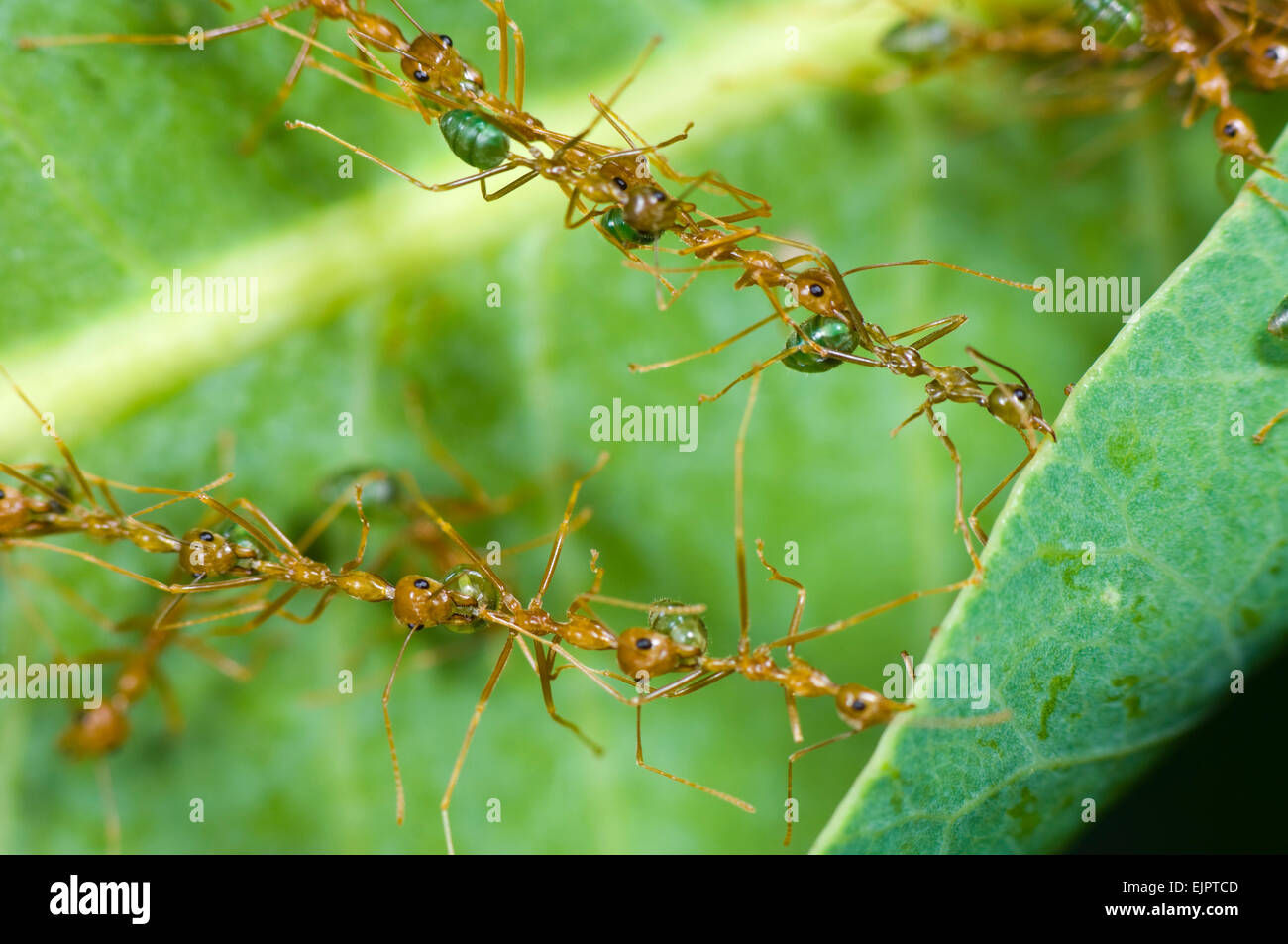 Team Work Ants Stock Photos & Team Work Ants Stock Images - Alamy