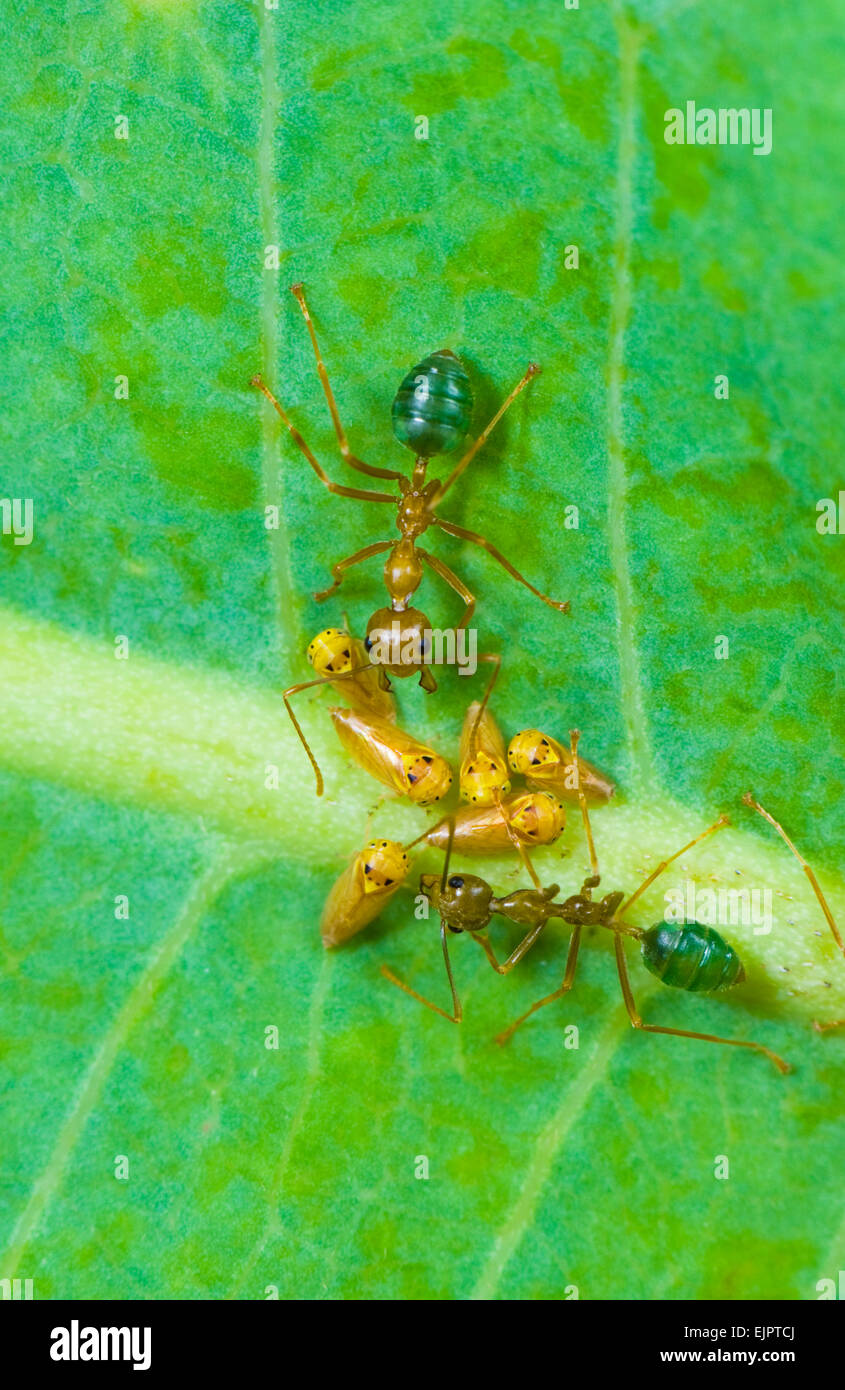 Green Tree Ants (Oecophylla smaragdina) milking a type of hopper in the ...