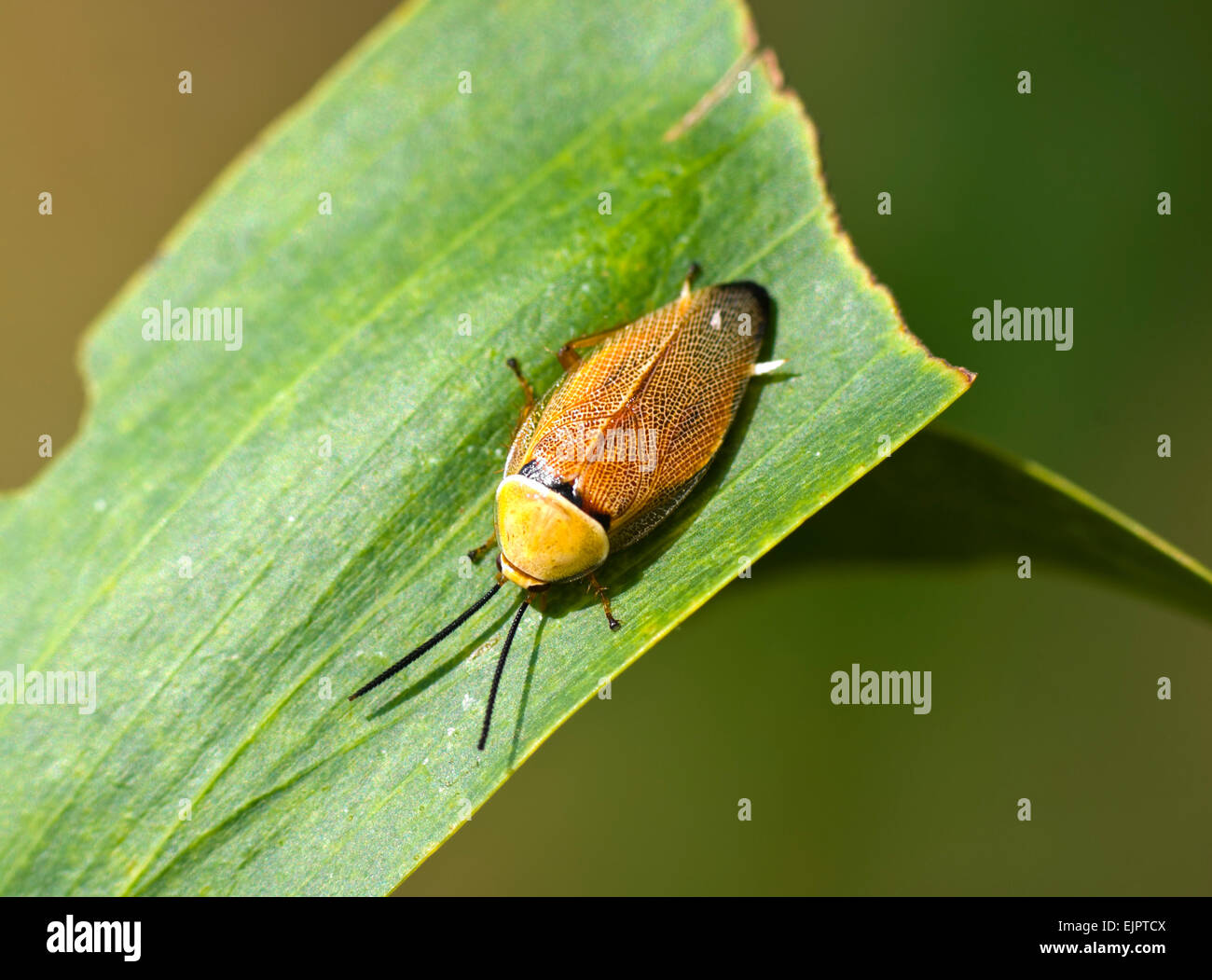 Bush Cockroach (Ellipsidion humerale), Northern Territory, Australia ...