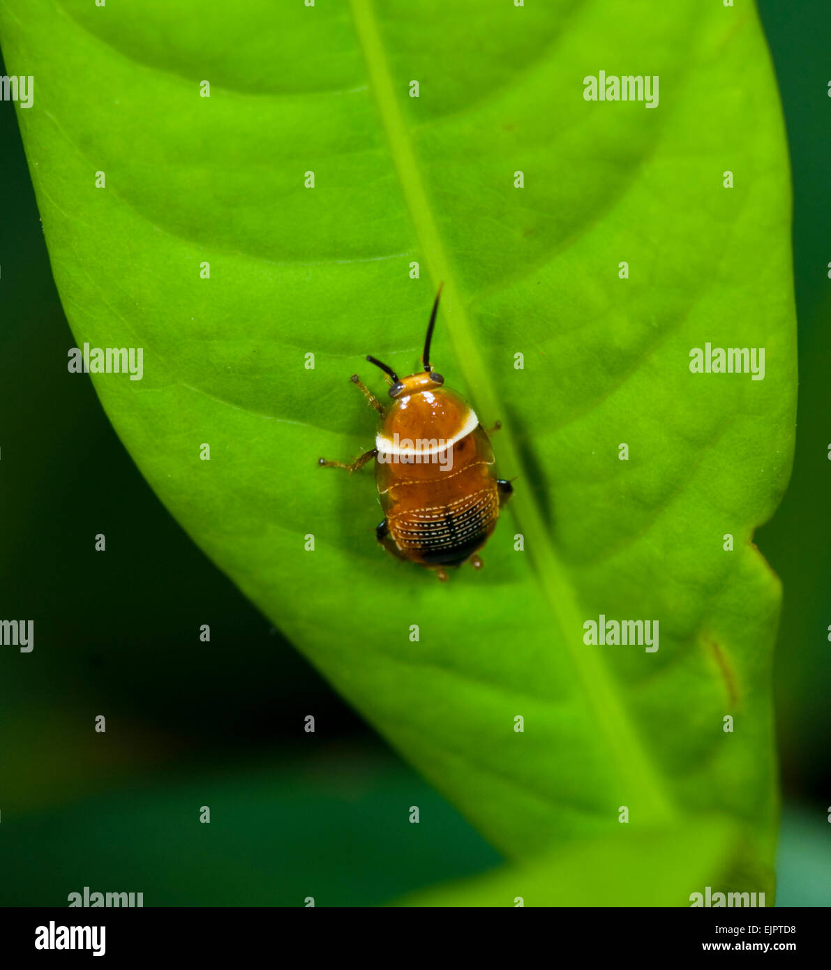 Bush Cockroach (Ellipsidion humerale) Northern Territory, Australia ...