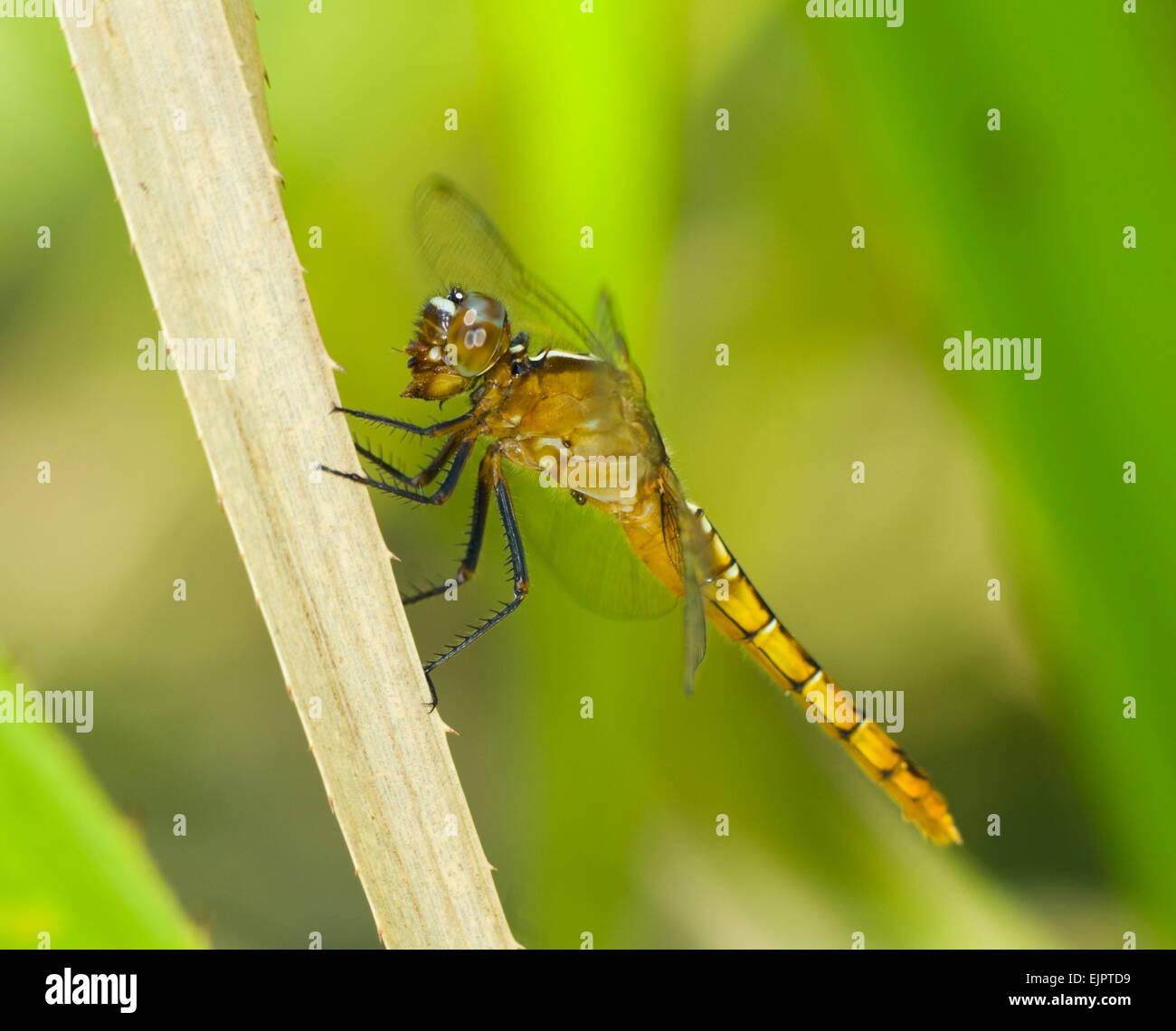 Australian Dragonfly High Resolution Stock Photography and Images - Alamy