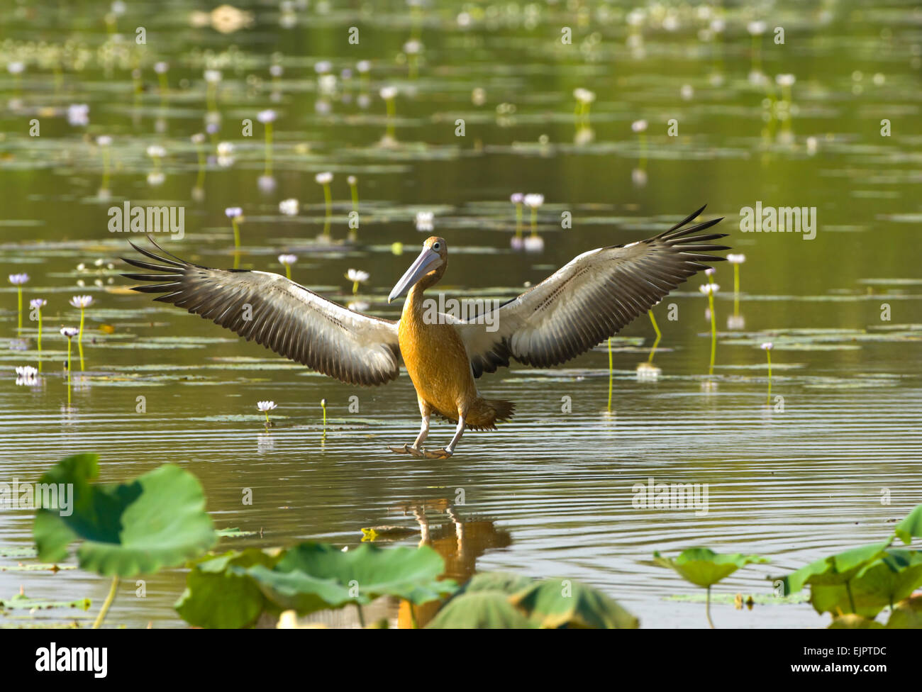 Kakadu National Park Australia Lily High Resolution Stock Photography and Images - Alamy