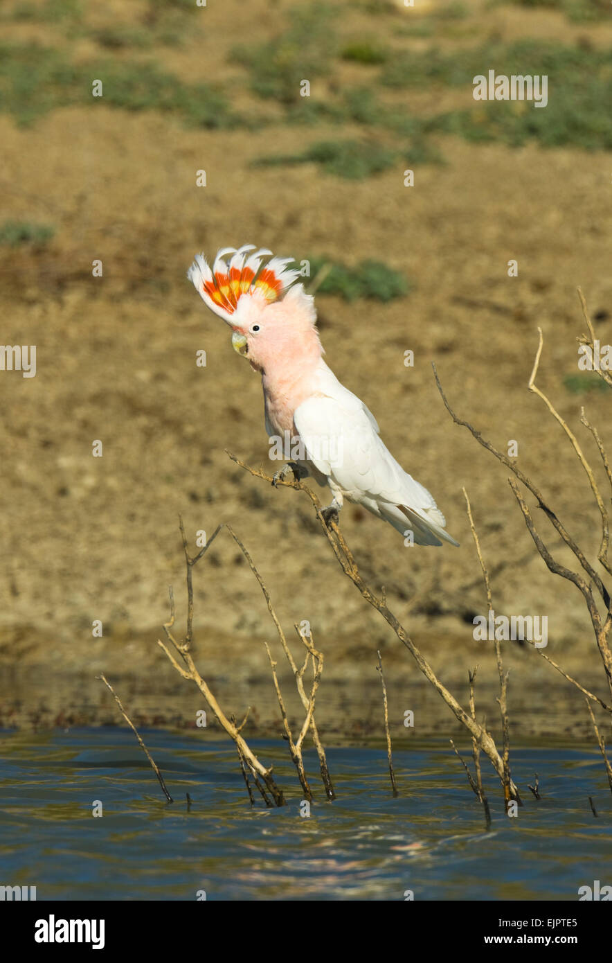 Major Mitchell's Cockatoo (Cacatua leadbeateri) with erected crest ...