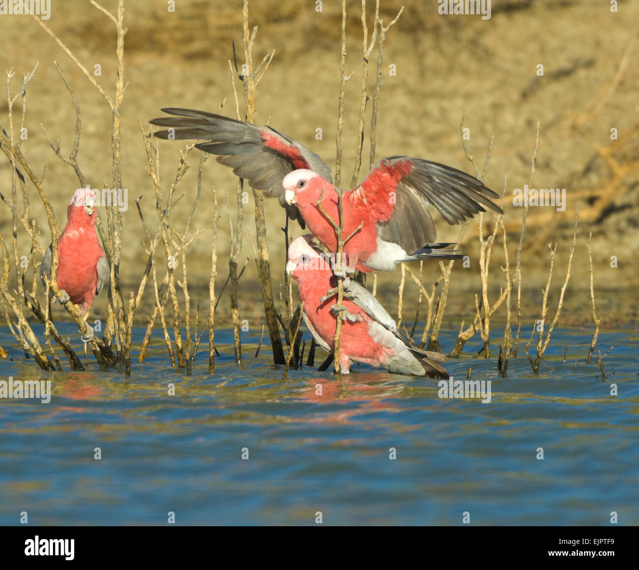Galahs / Rose-breasted Cockatoo / Roseate Cockatoo (Cacatua ...