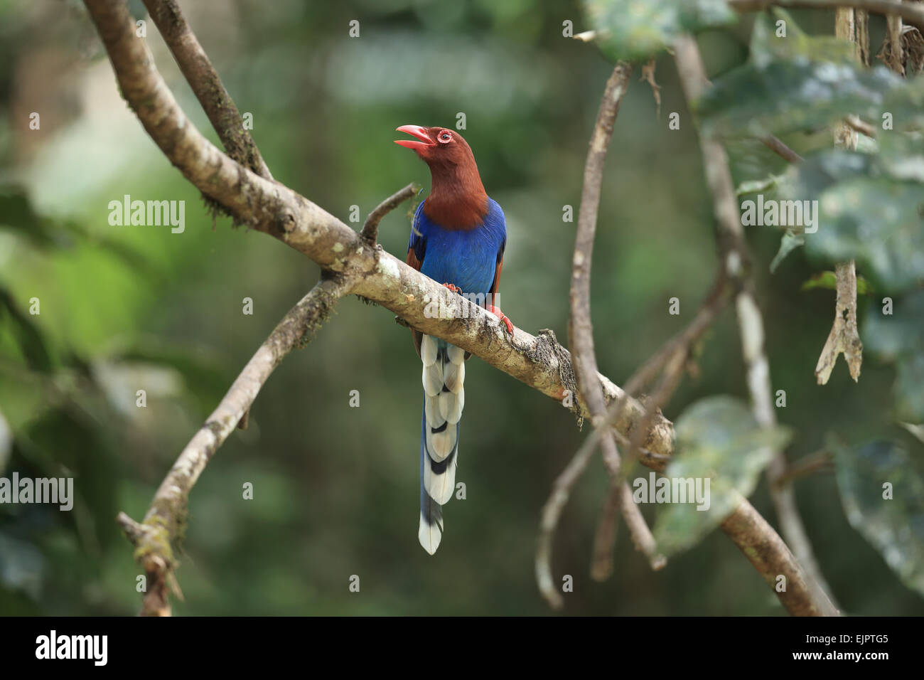 Ceylon Magpie (Urocissa ornata) adult, with beak open, perched on ...