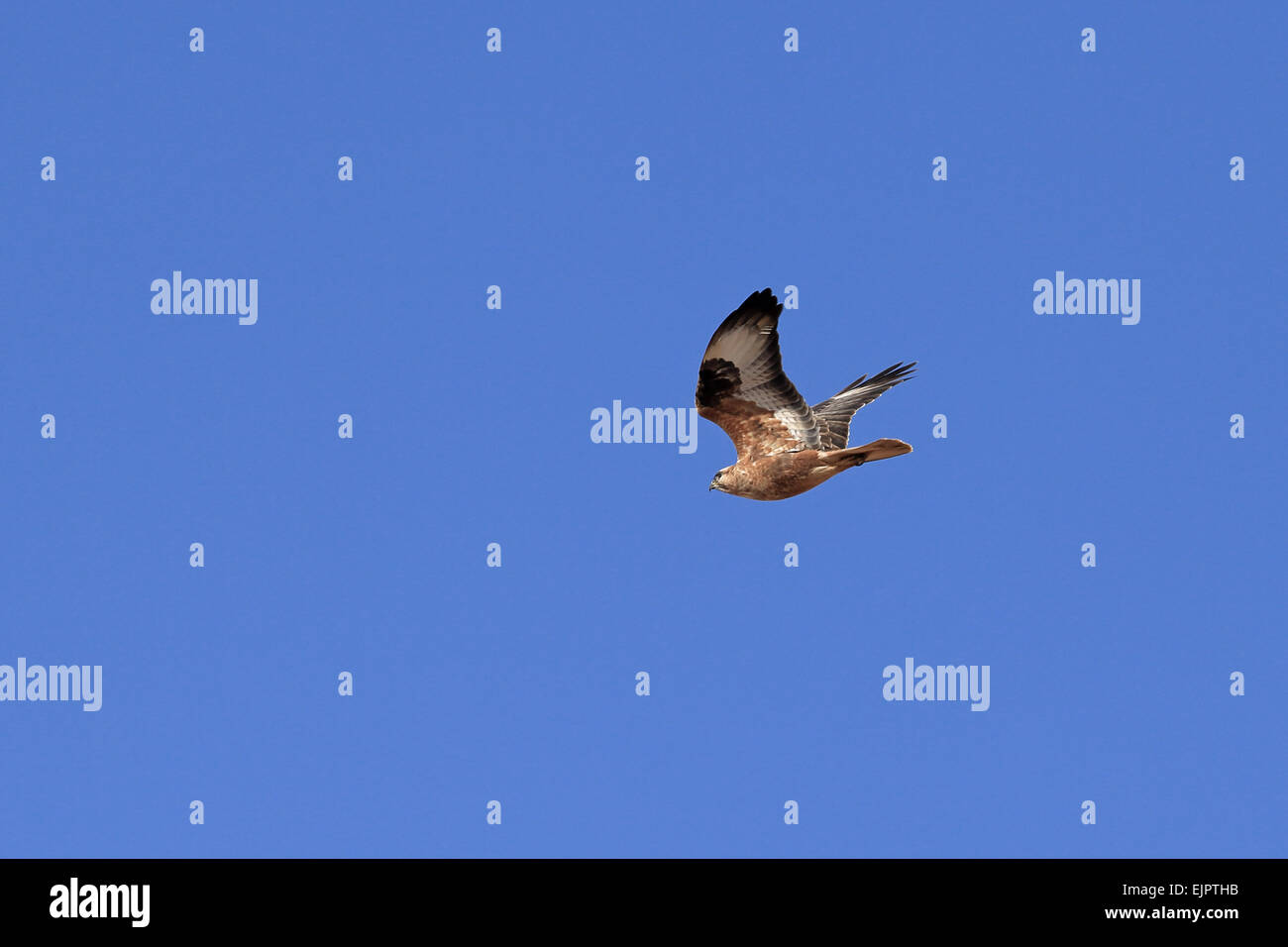 Long-legged Buzzard (Buteo rufinus cirtensis) North African subspecies ...