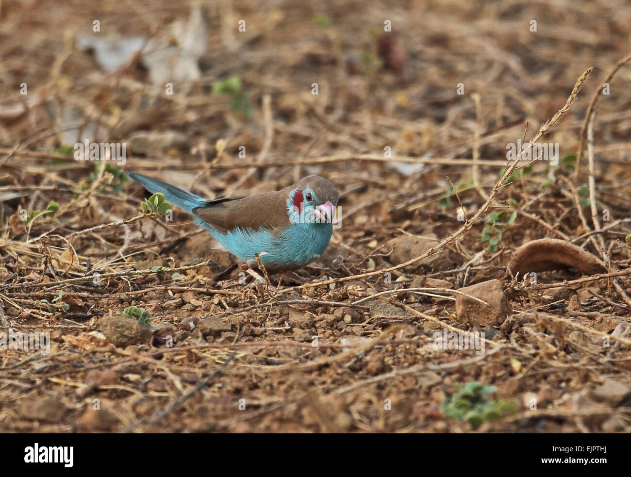 Red cheeked cordon bleu male hi-res stock photography and images - Alamy