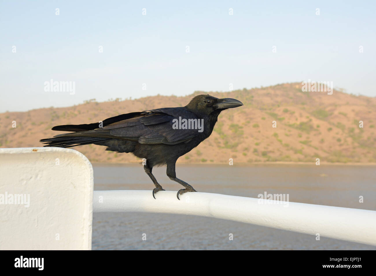Jungle Crow (Corvus macrorhynchos) adult, perched on ship, Komodo Island, Komodo N.P., Lesser ...