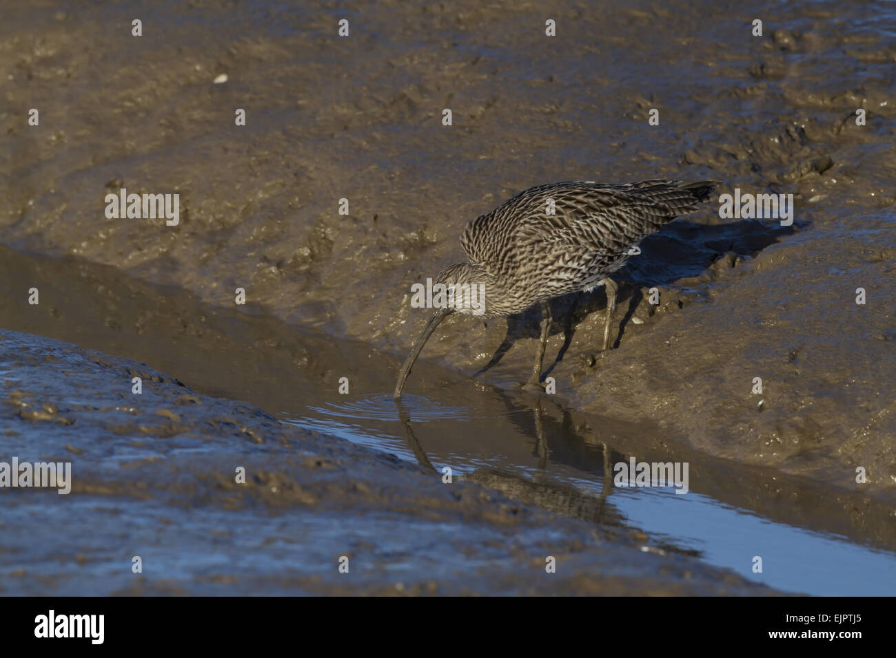Eurasian Curlew (Numenius arquata) adult, washing worm in tidal creek ...