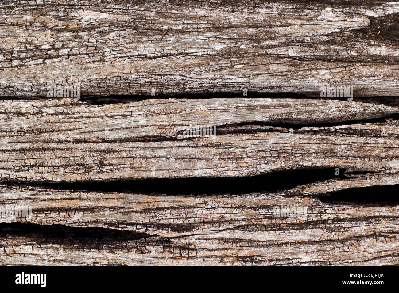 Old tree bark as texture Stock Photo - Alamy