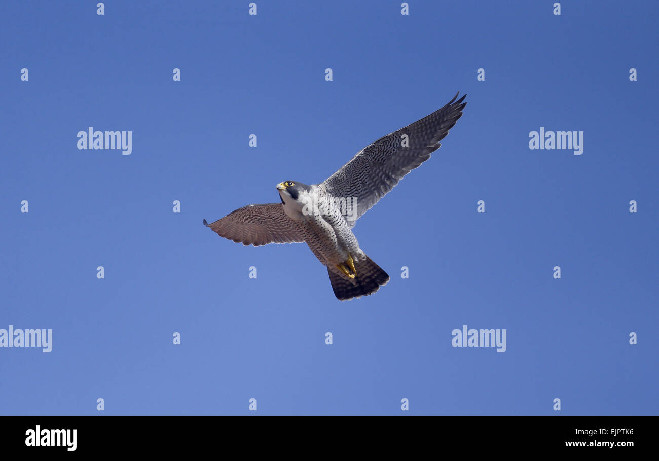 Peregrine Falcon (Falco peregrinus) adult, in flight, Derbyshire ...