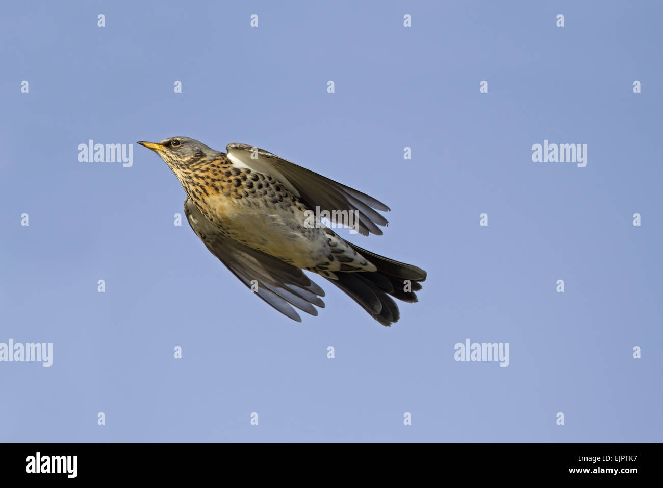 Fieldfares flying hi-res stock photography and images - Alamy