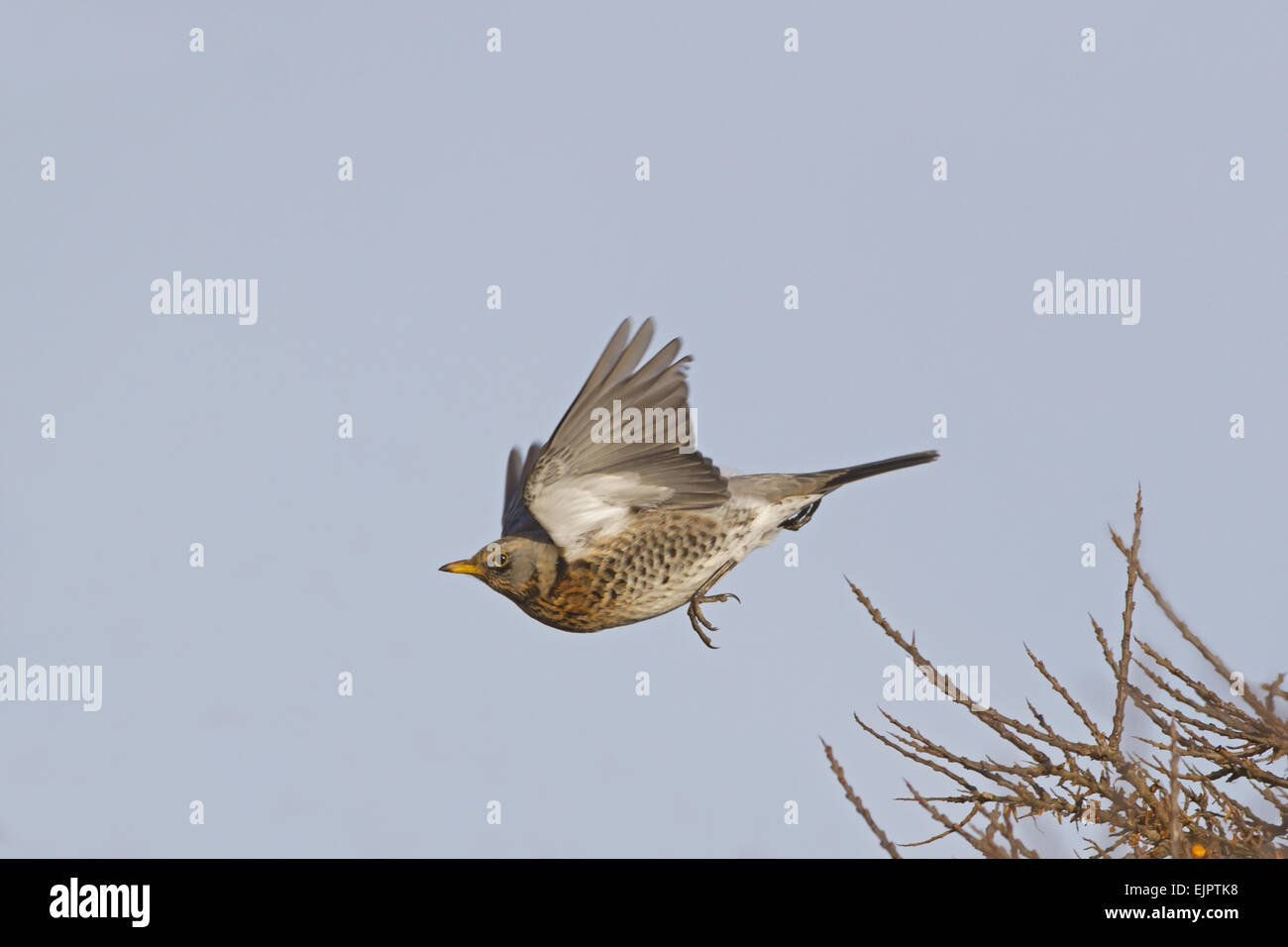 Fieldfares flying hi-res stock photography and images - Alamy