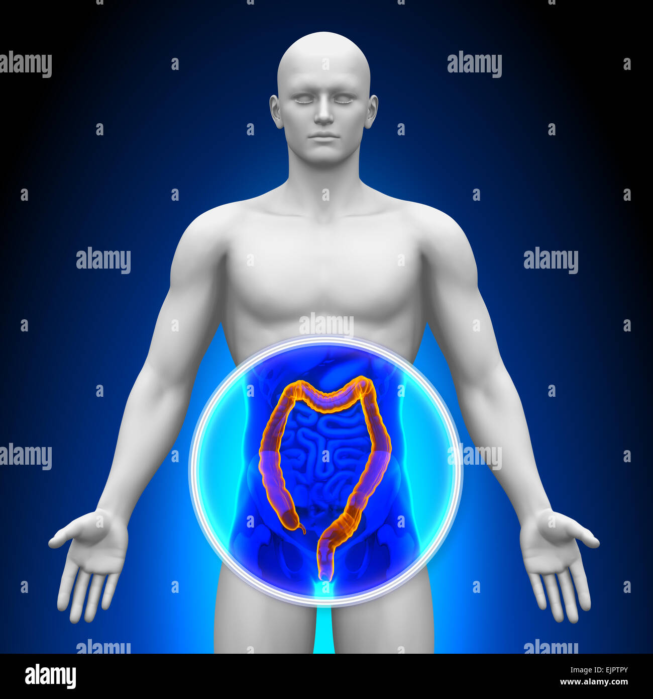 Medical X-Ray Scan - Colon Stock Photo - Alamy