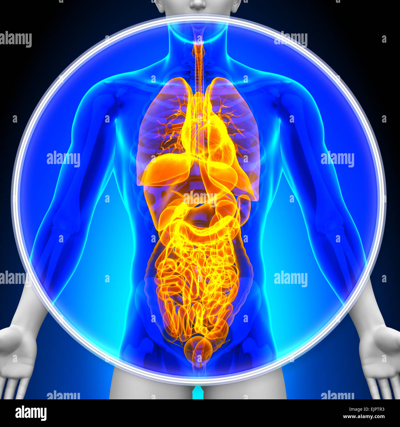 Medical X-Ray Scan - All Organs Stock Photo - Alamy
