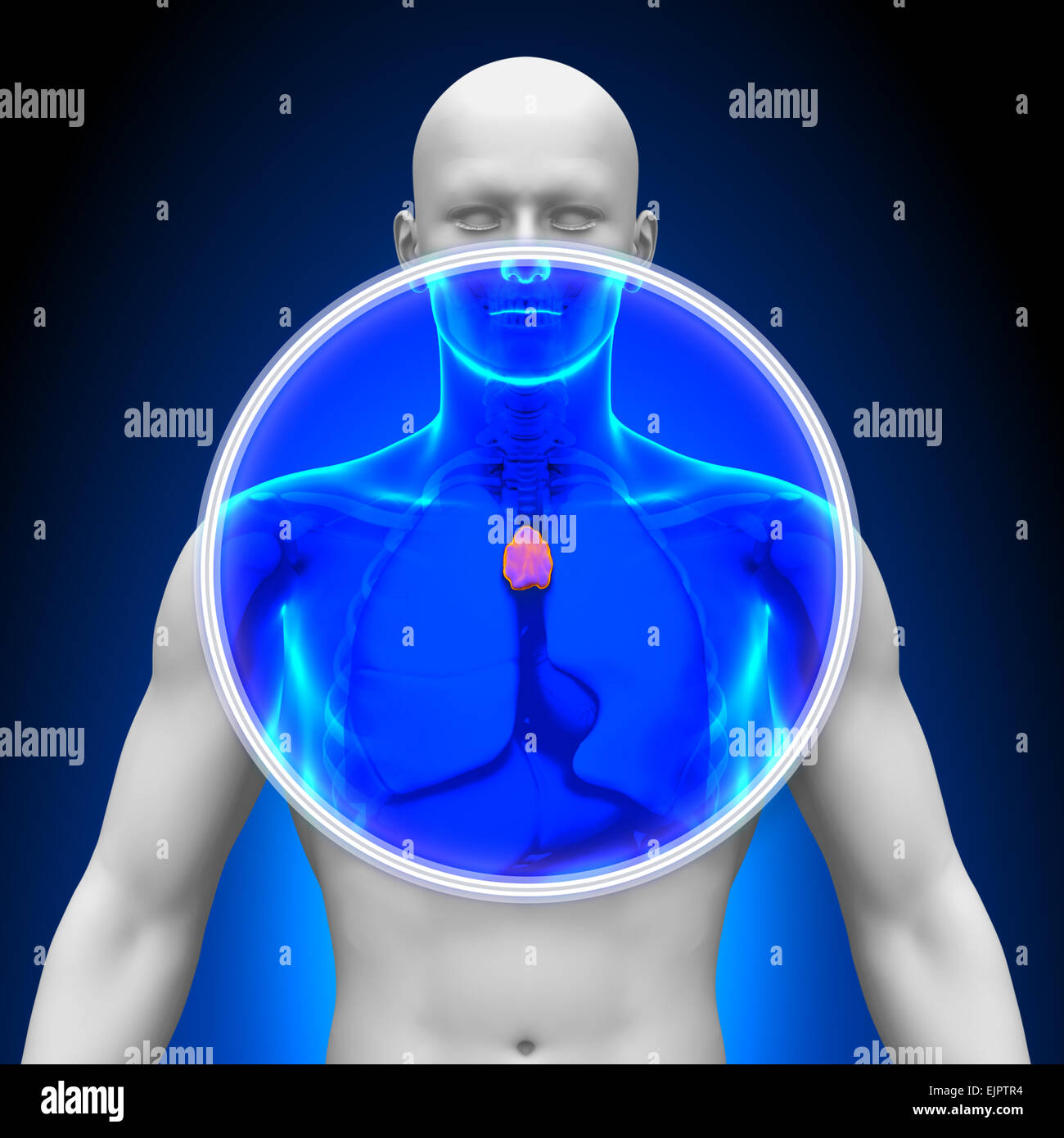 Medical X-Ray Scan - Thymus Stock Photo - Alamy