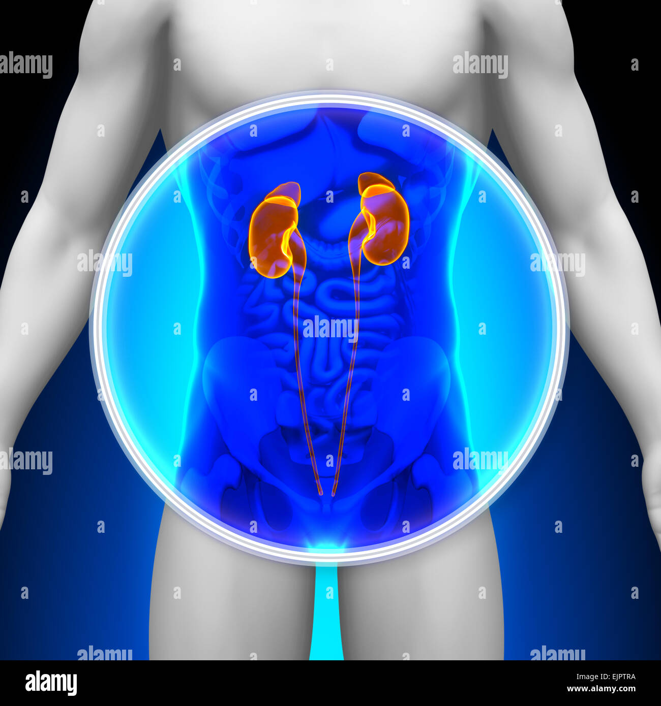 Medical X-Ray Scan - Kidneys Stock Photo - Alamy