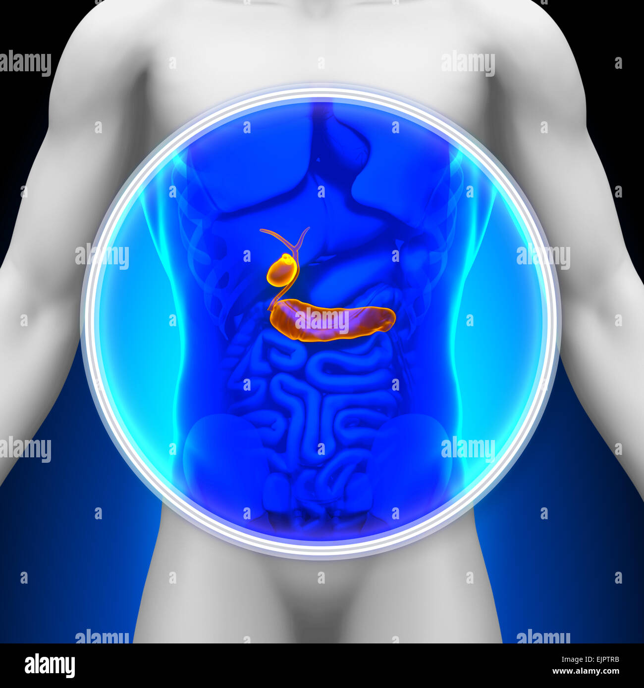 Medical X-ray Scan - Pancreas / Gallbladder Stock Photo - Alamy
