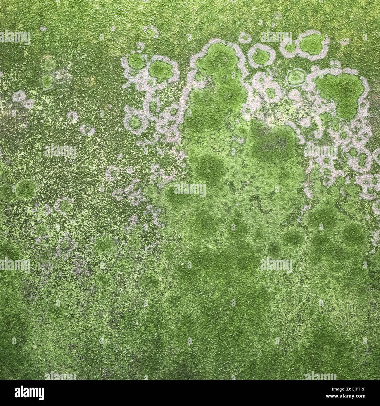 Moss and mold affect the plaster of an exterior wall Stock Photo - Alamy